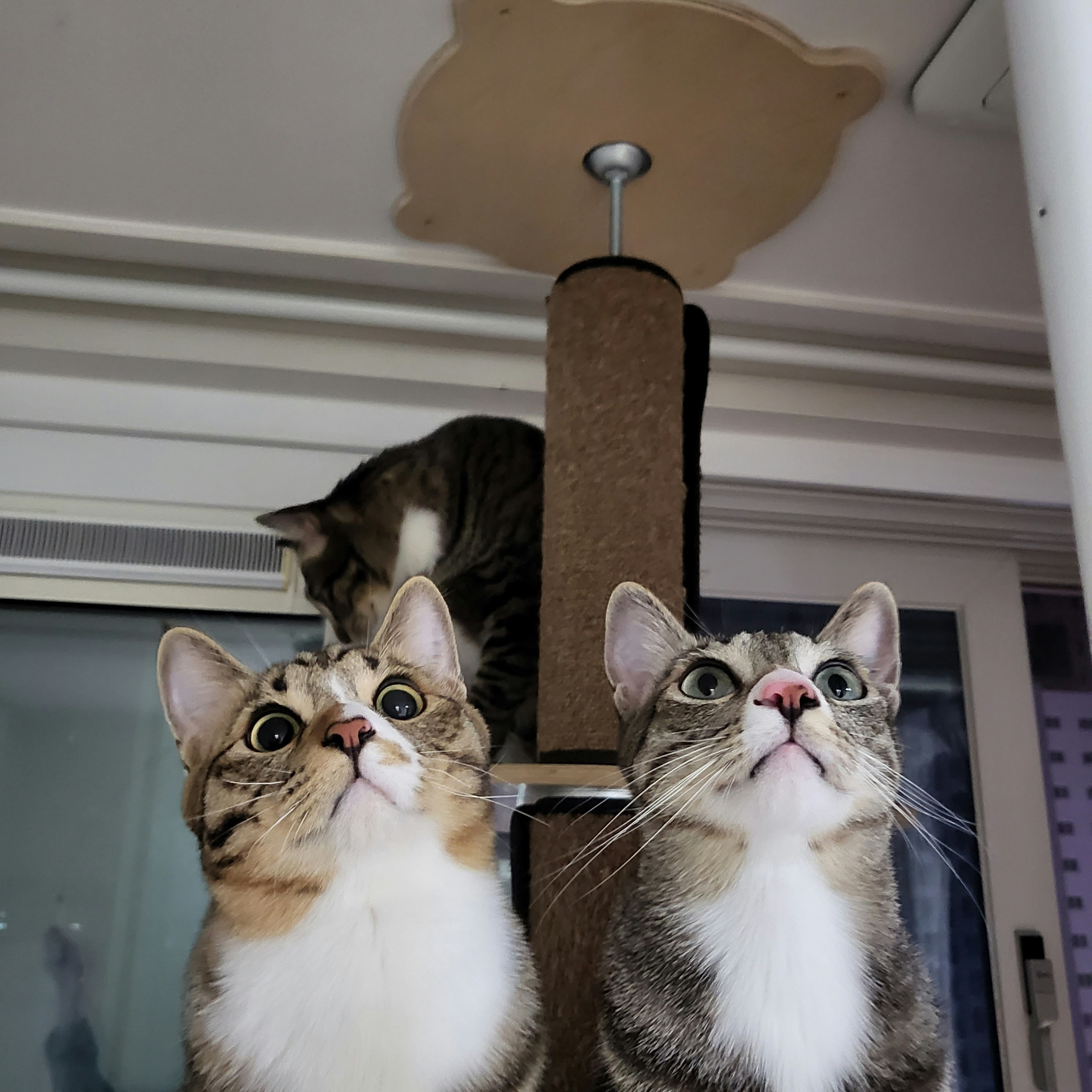 Curious Duo: Cats on a Cat Tower Under a Ceiling Patch