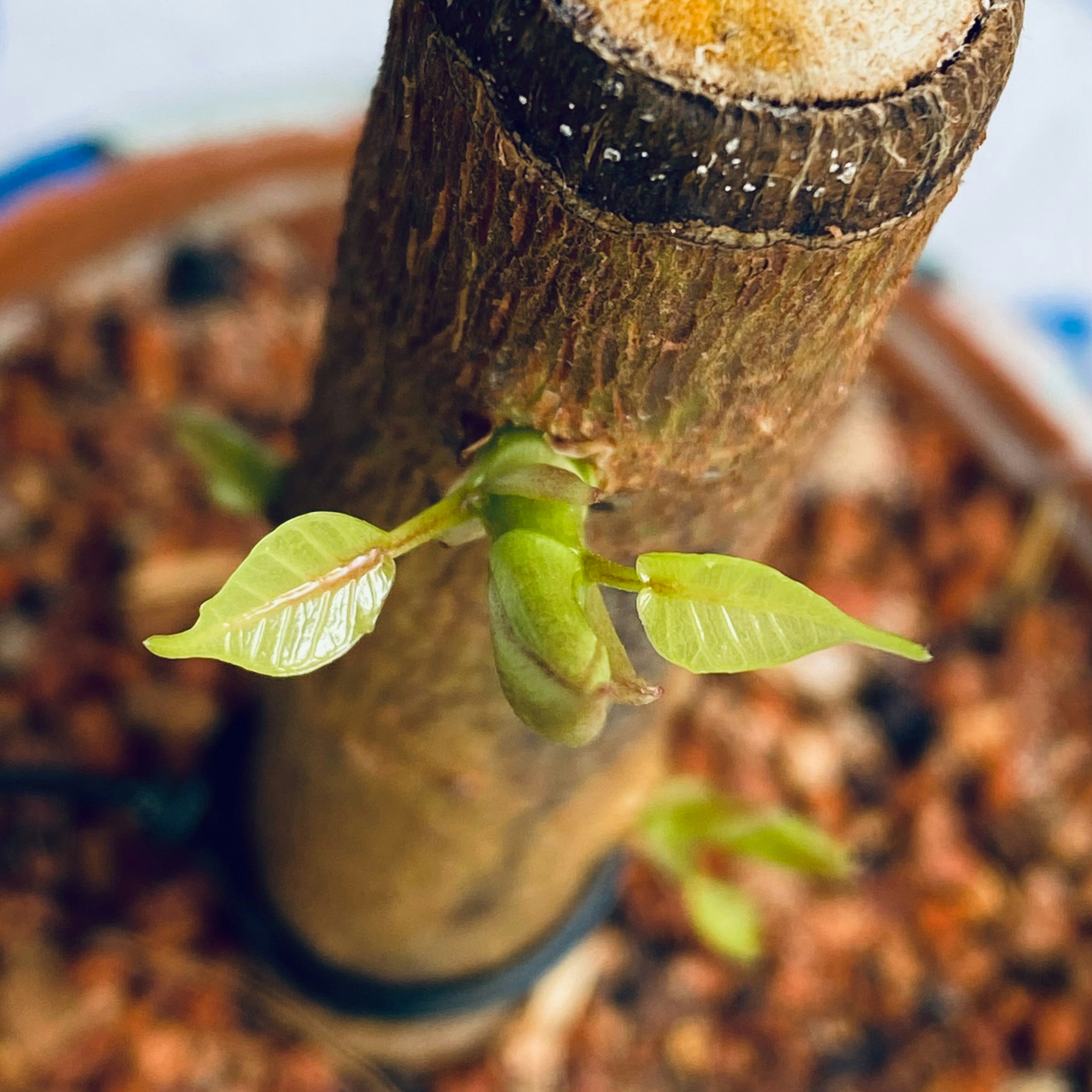 Sprout on a Trunk: Fresh Growth Emerges from a Pruned Shoot