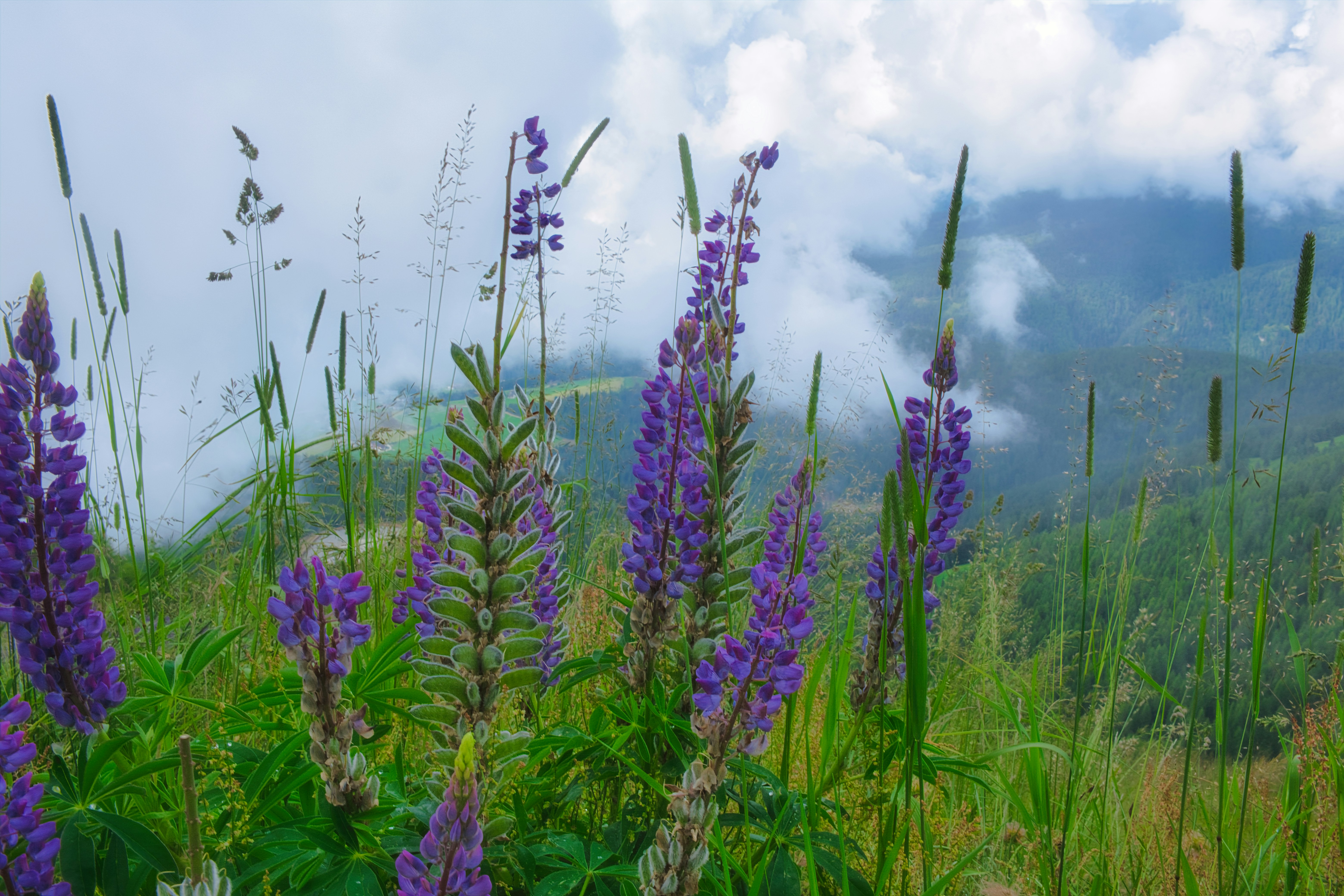 Purple bloom in a misty alpine field