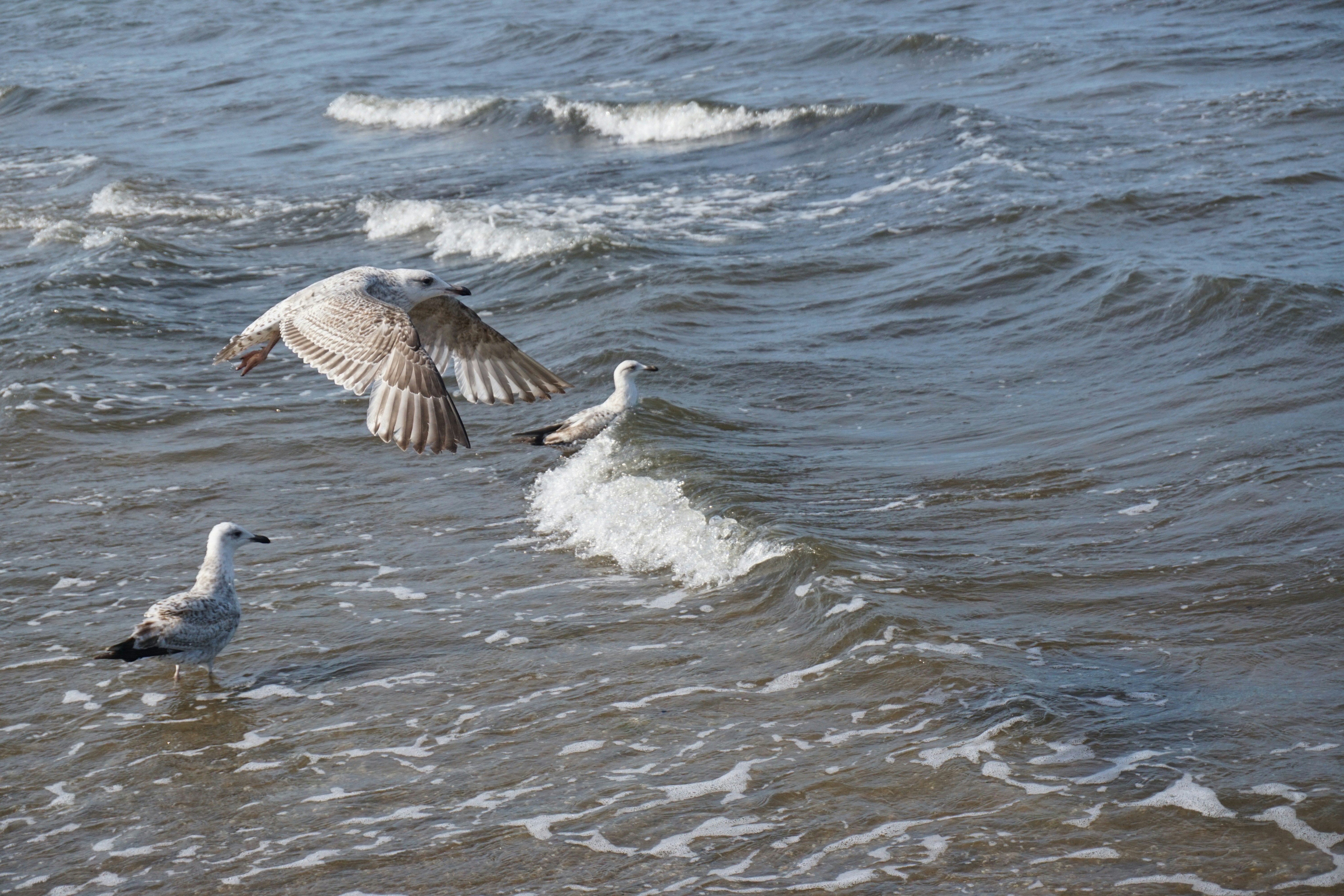 Wings Over Waves: A Seagull's Startle in Shoreline Surge