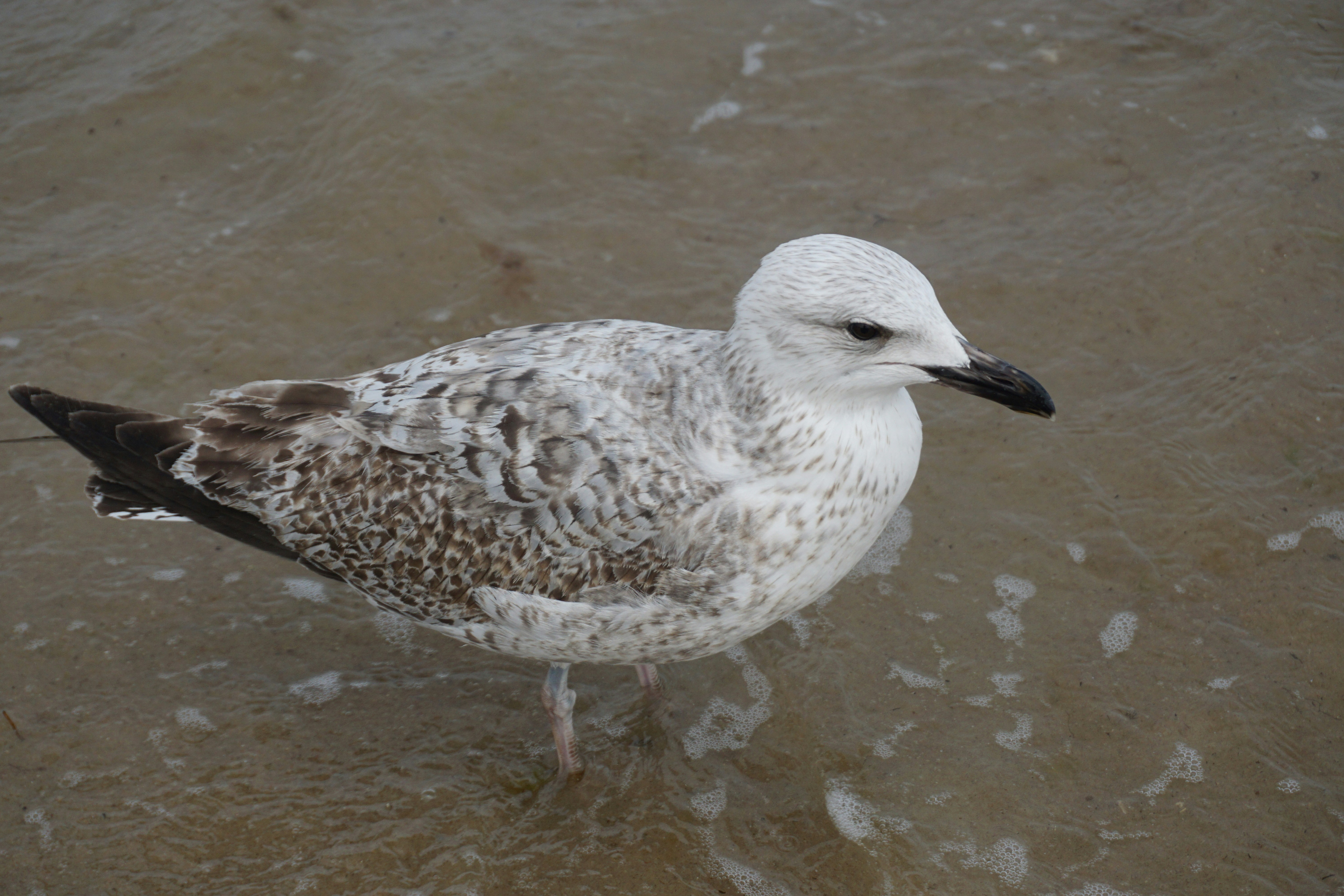 High Tide Sentinel: A Seabird Standstill Along the Wet Shore