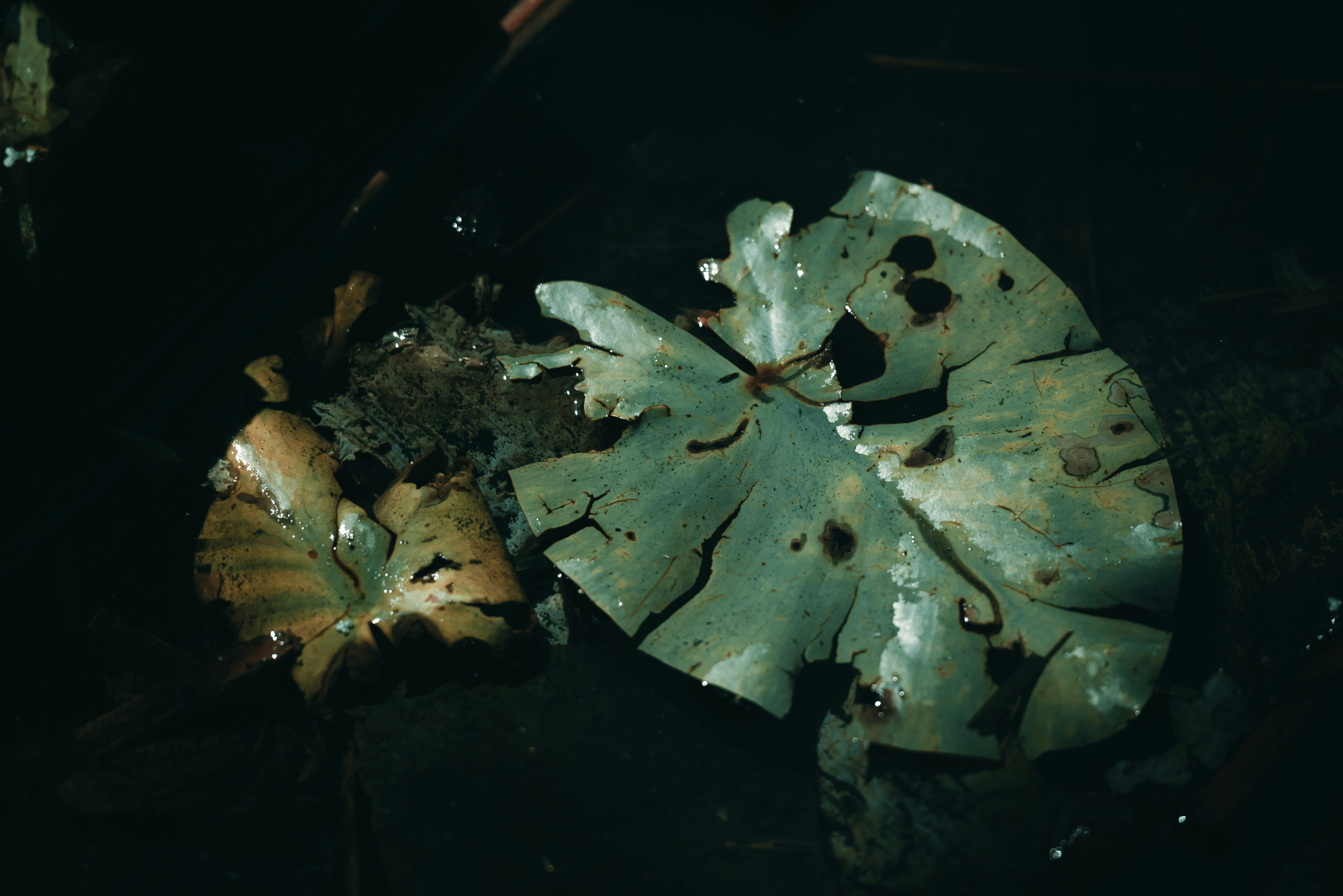 Moonlit Lotus: A Patina of Night on Standing Water