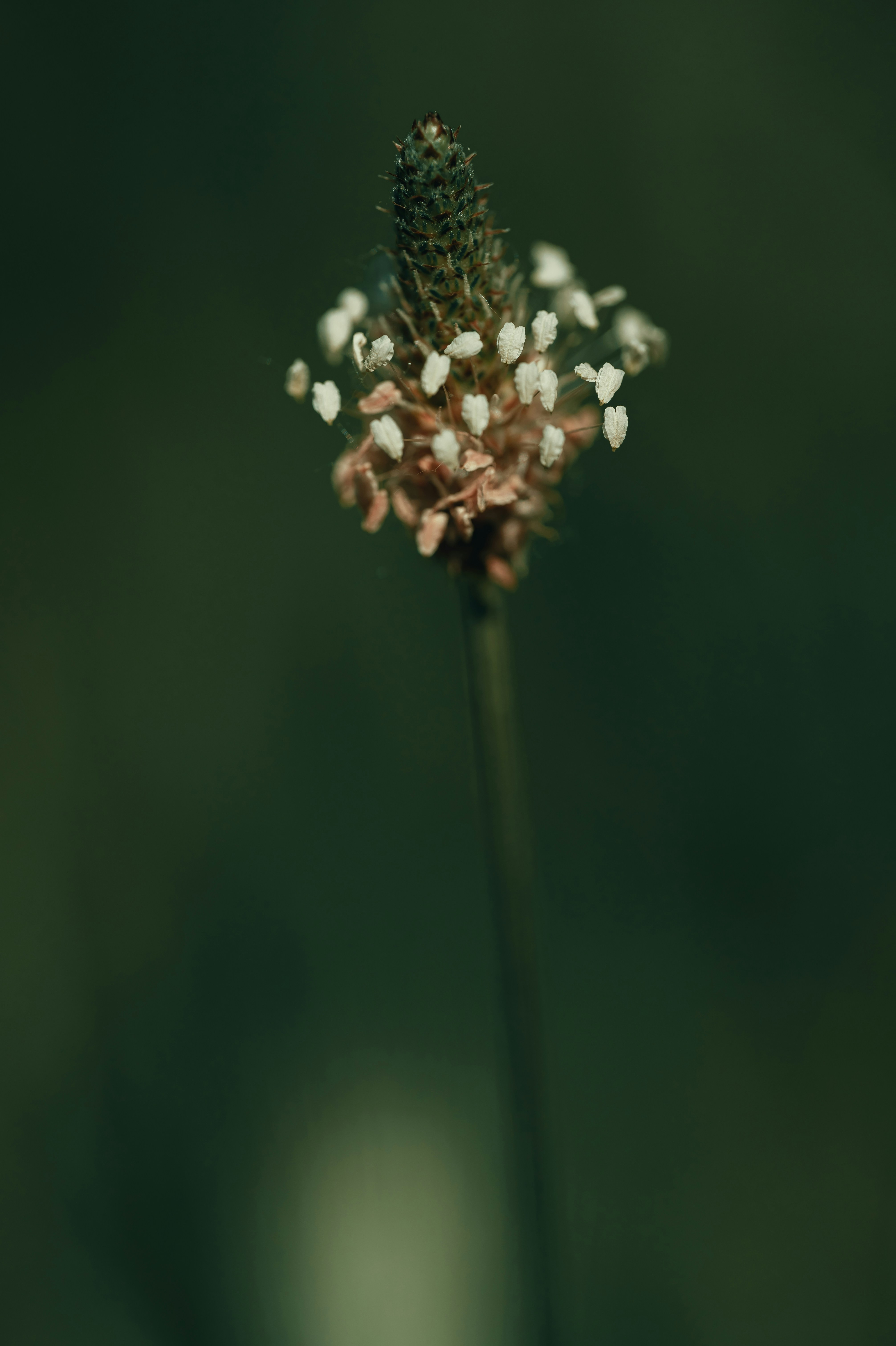 Whispering Silk: A Close-Up of a Delicate Seed Head in Green Silence