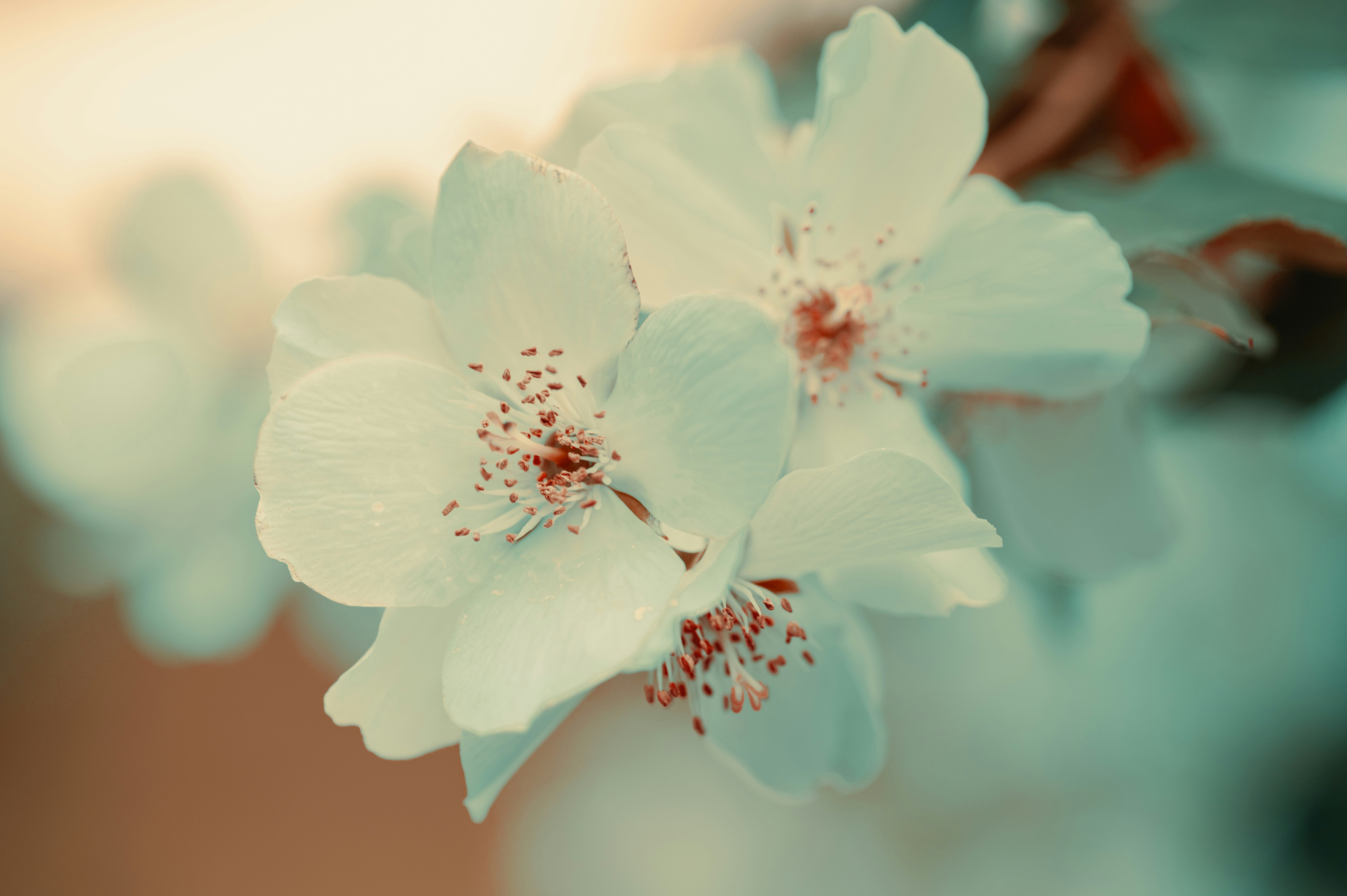Soft Petal Echoes: A Close-Up of Delicate White Blossoms