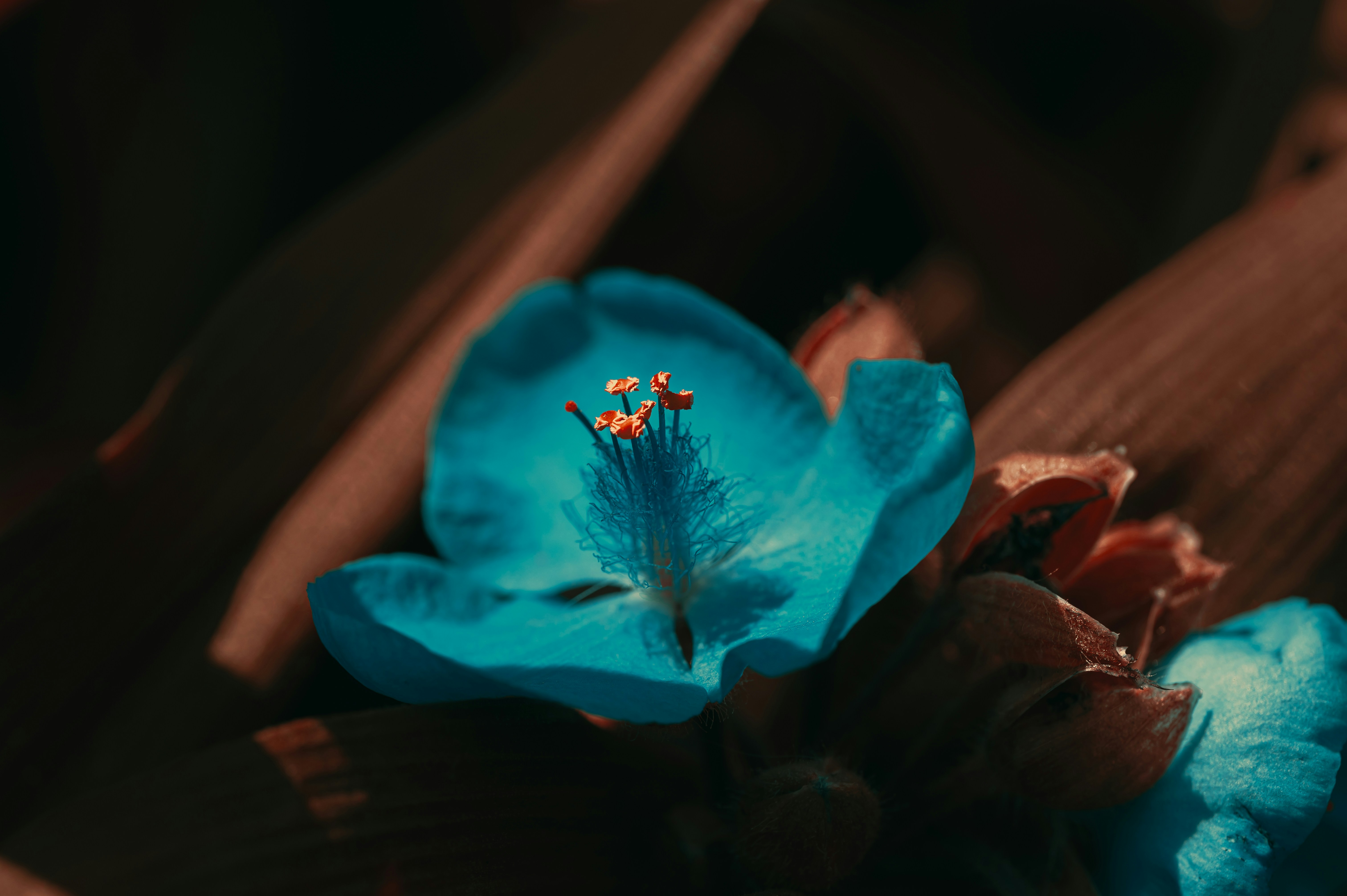 Azure Bloom: A lone blue flower centerpiece in a moody, shadowed frame