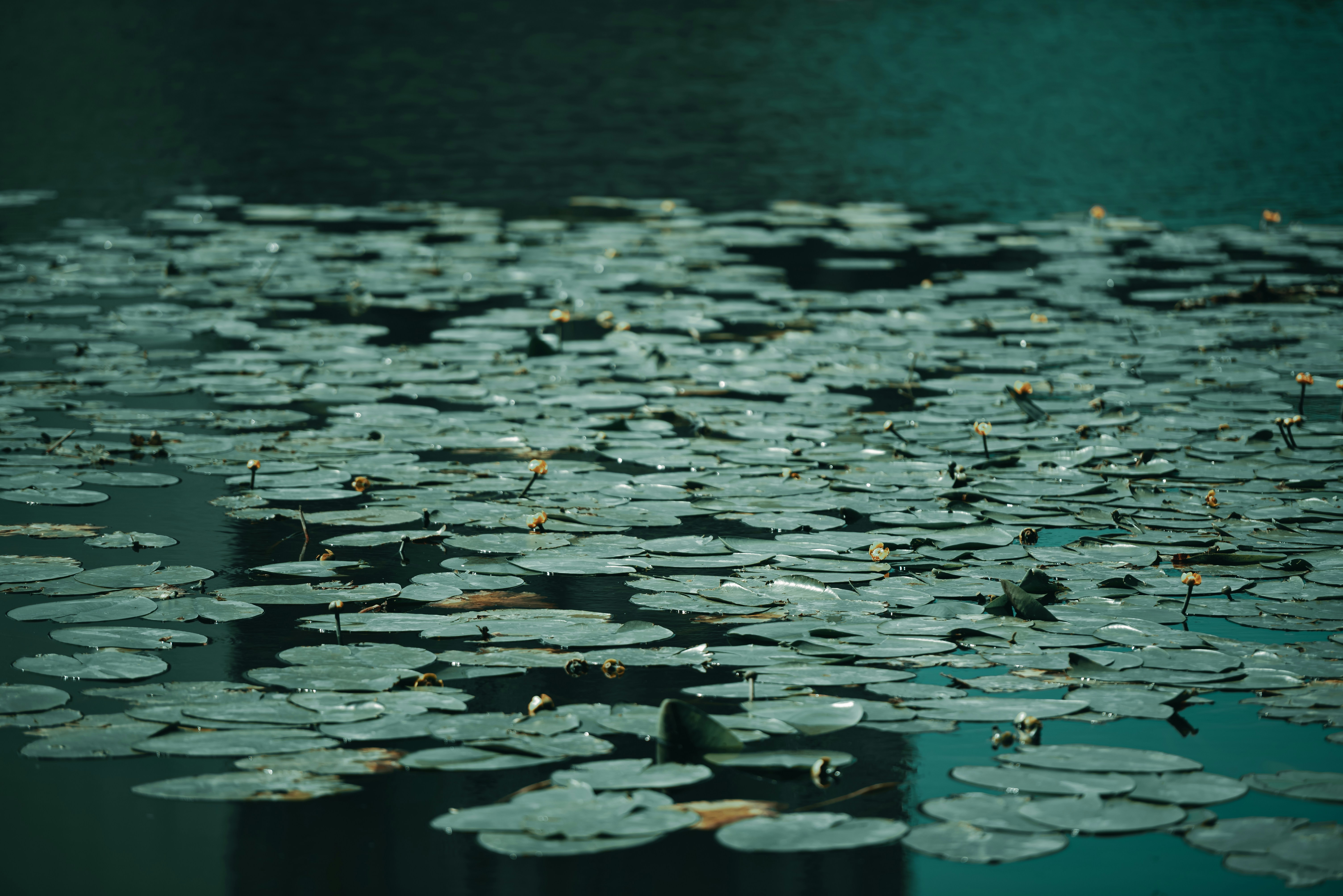 Moonlit Pond: A Sea of Lily Pads and Quiet Ripples