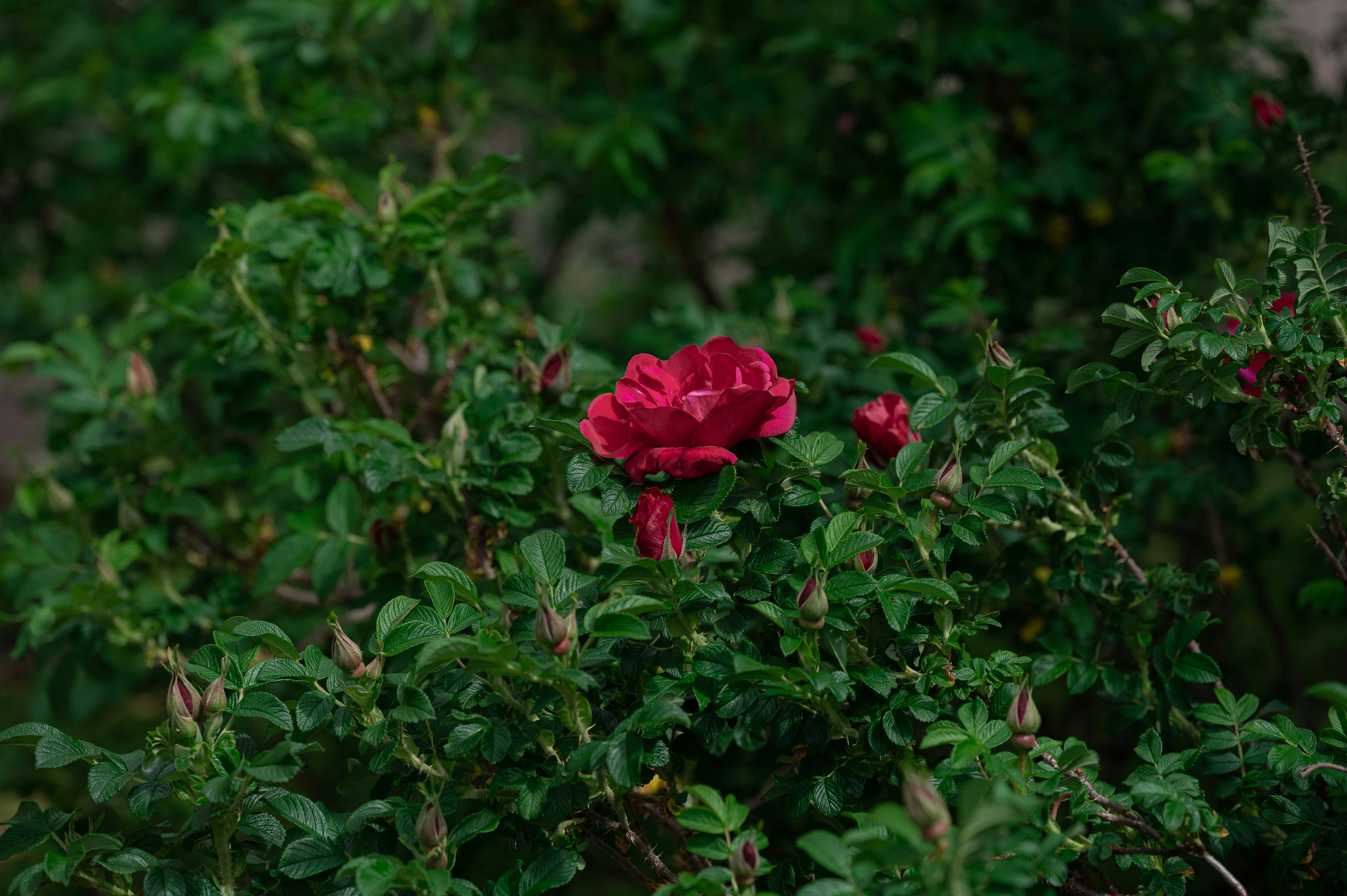 Crimson Rose in a Quiet Green Sepia