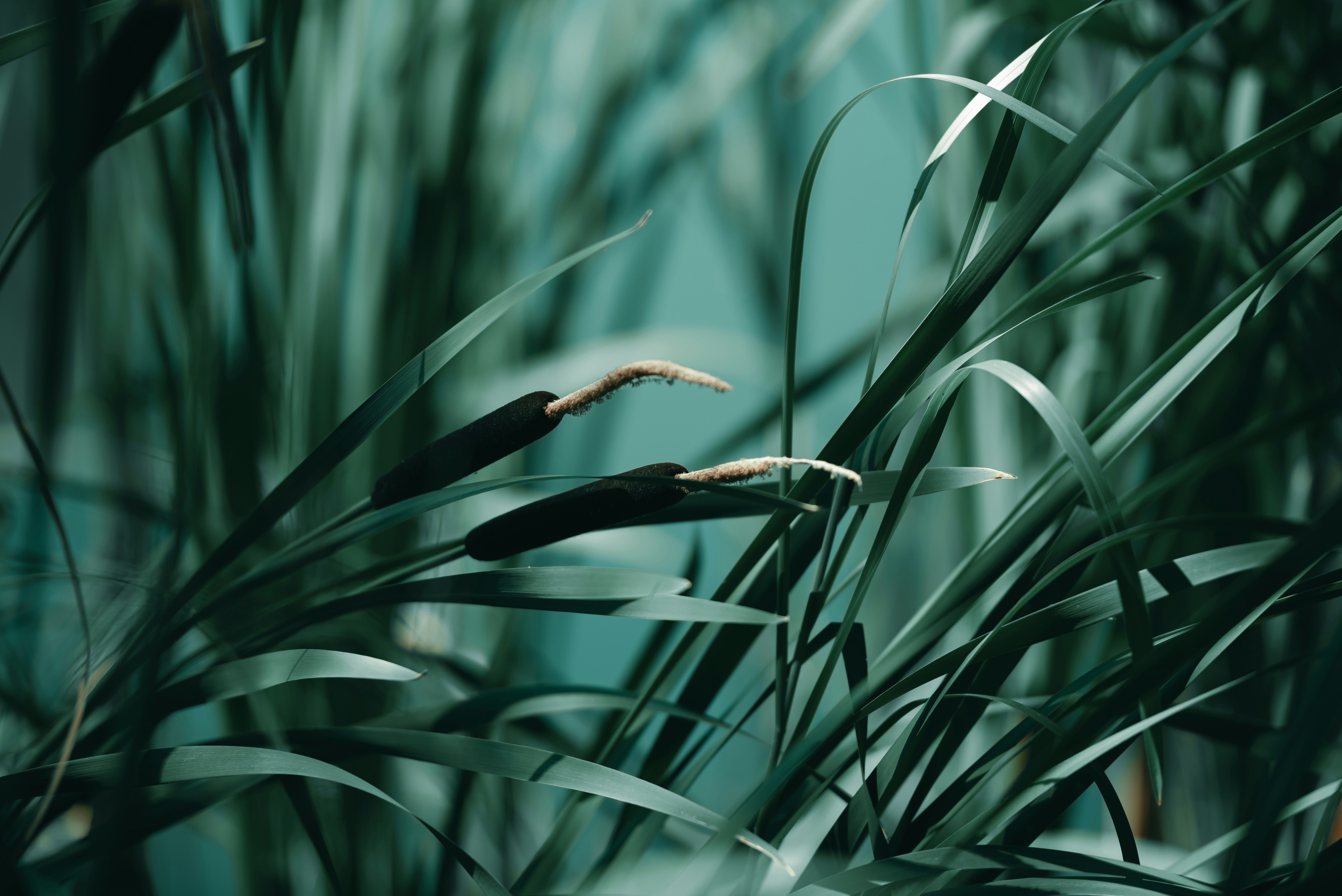 Whispering Blades: A Quiet Study of Grass Across Light