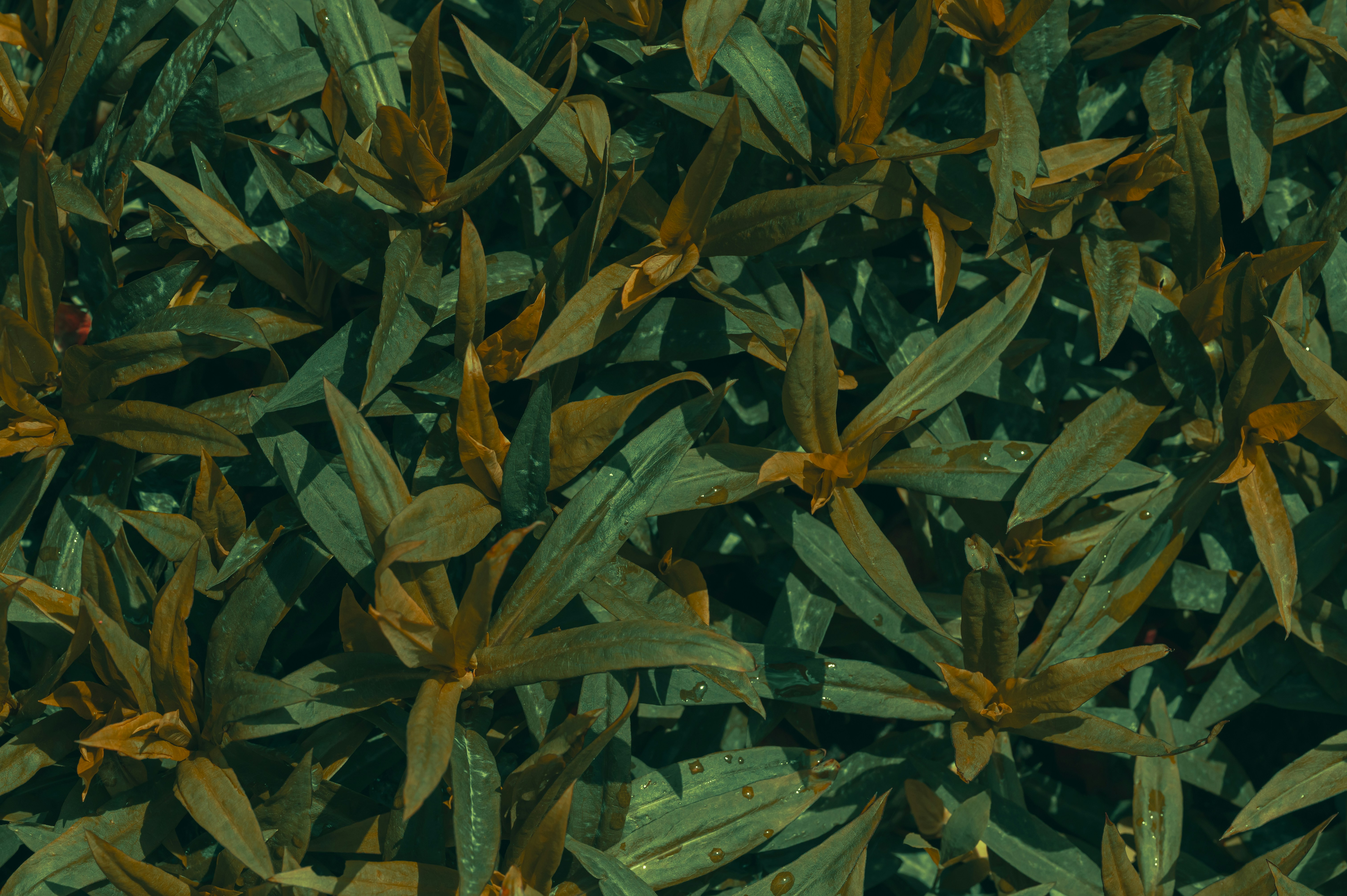 Verdant Tapestry: Narrow Leaves in Quiet Green