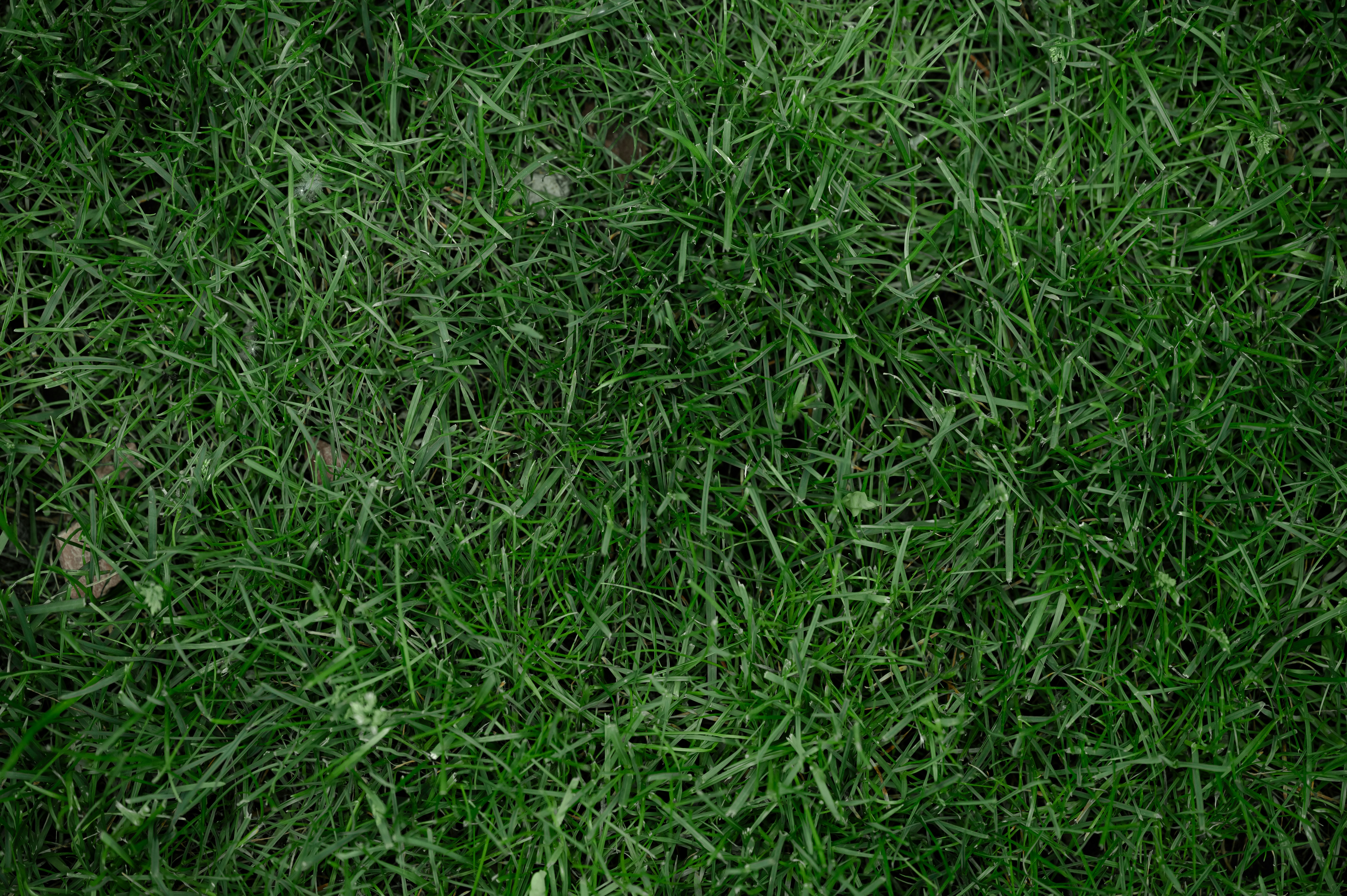 Verdant Macro: A uniform Field of Grass Under Soft Light