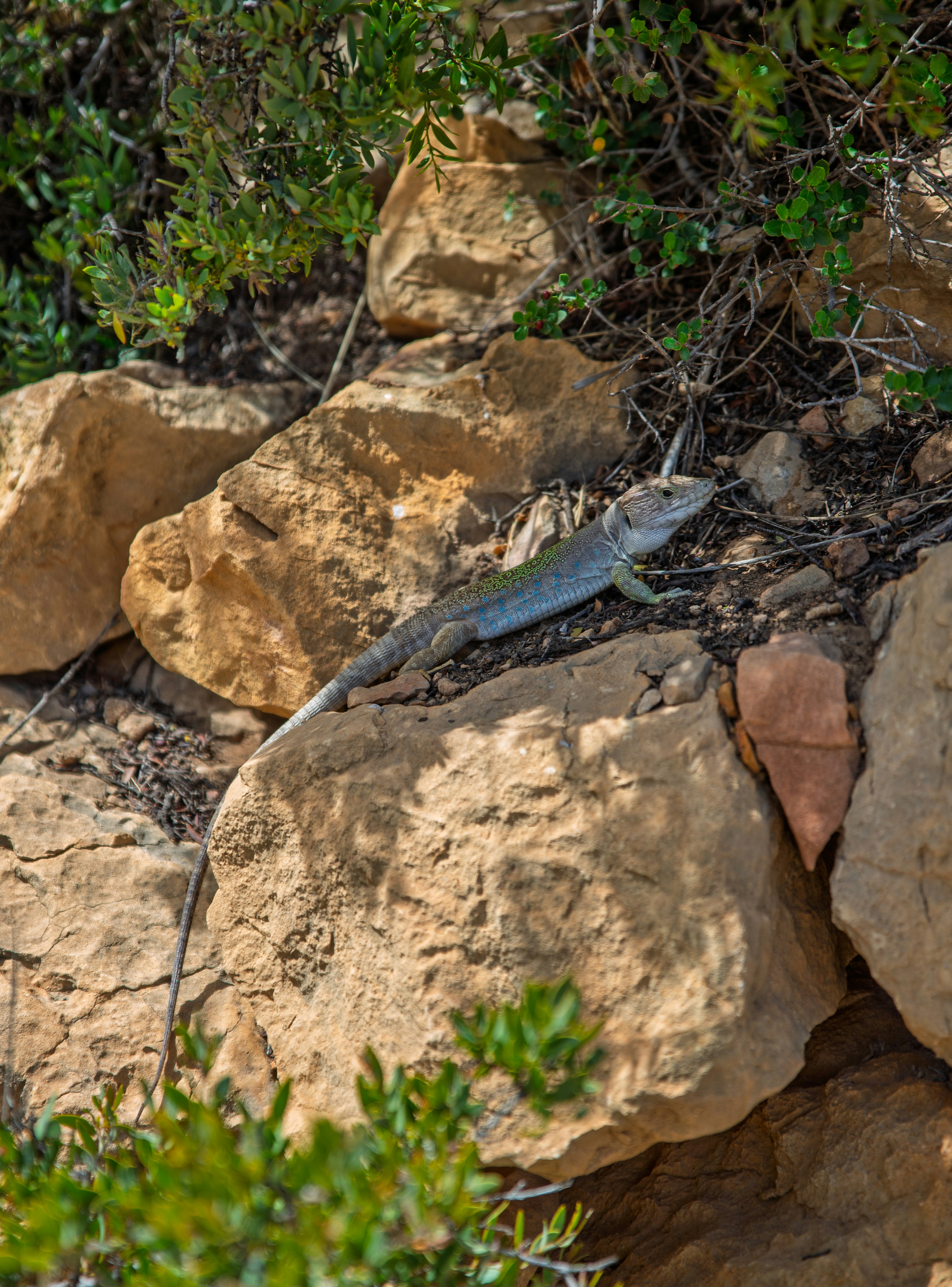 Blue-Bodied Lizard Among Tan Stones