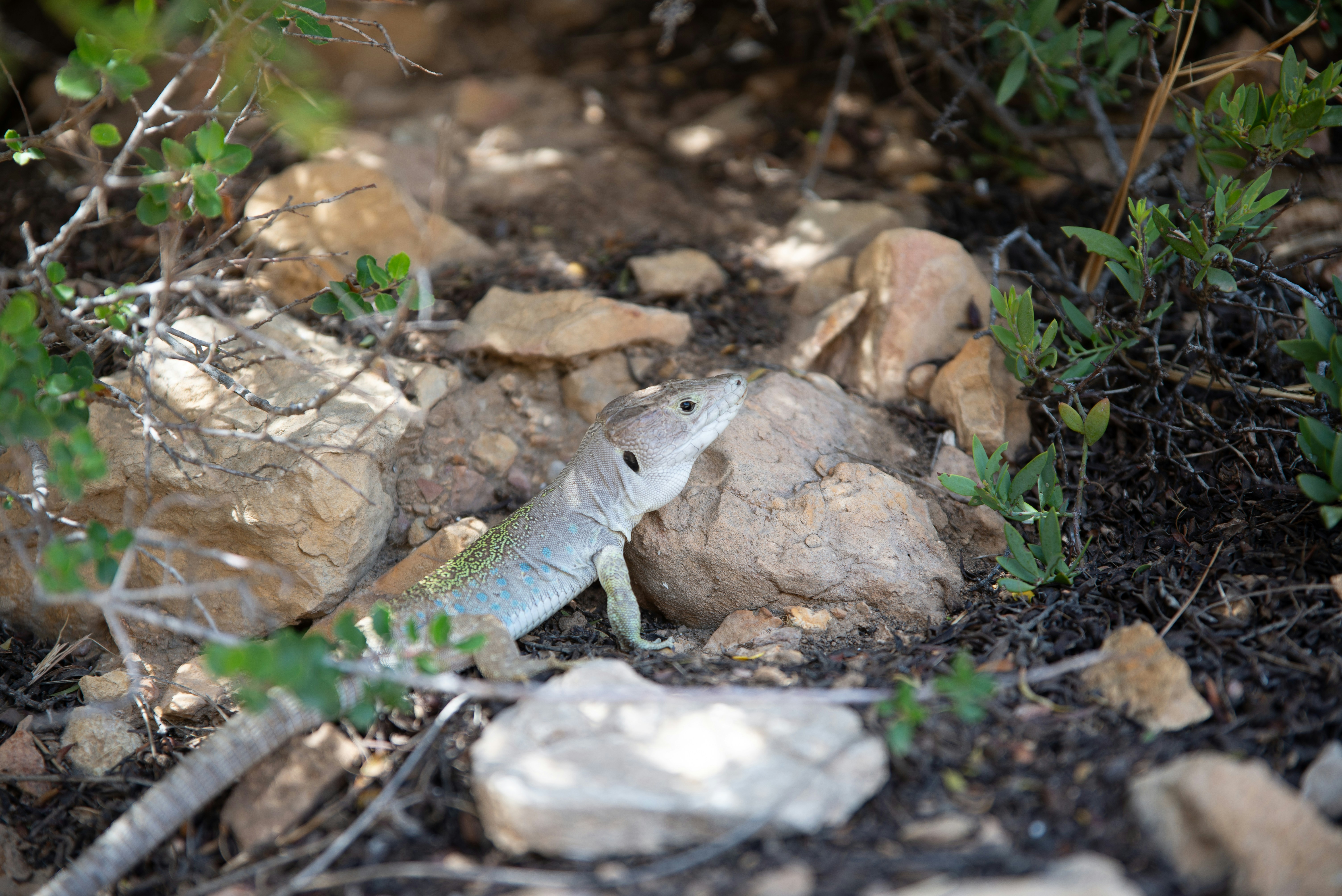 Hidden in the Gravel: A Lizard Reaches for the Sun