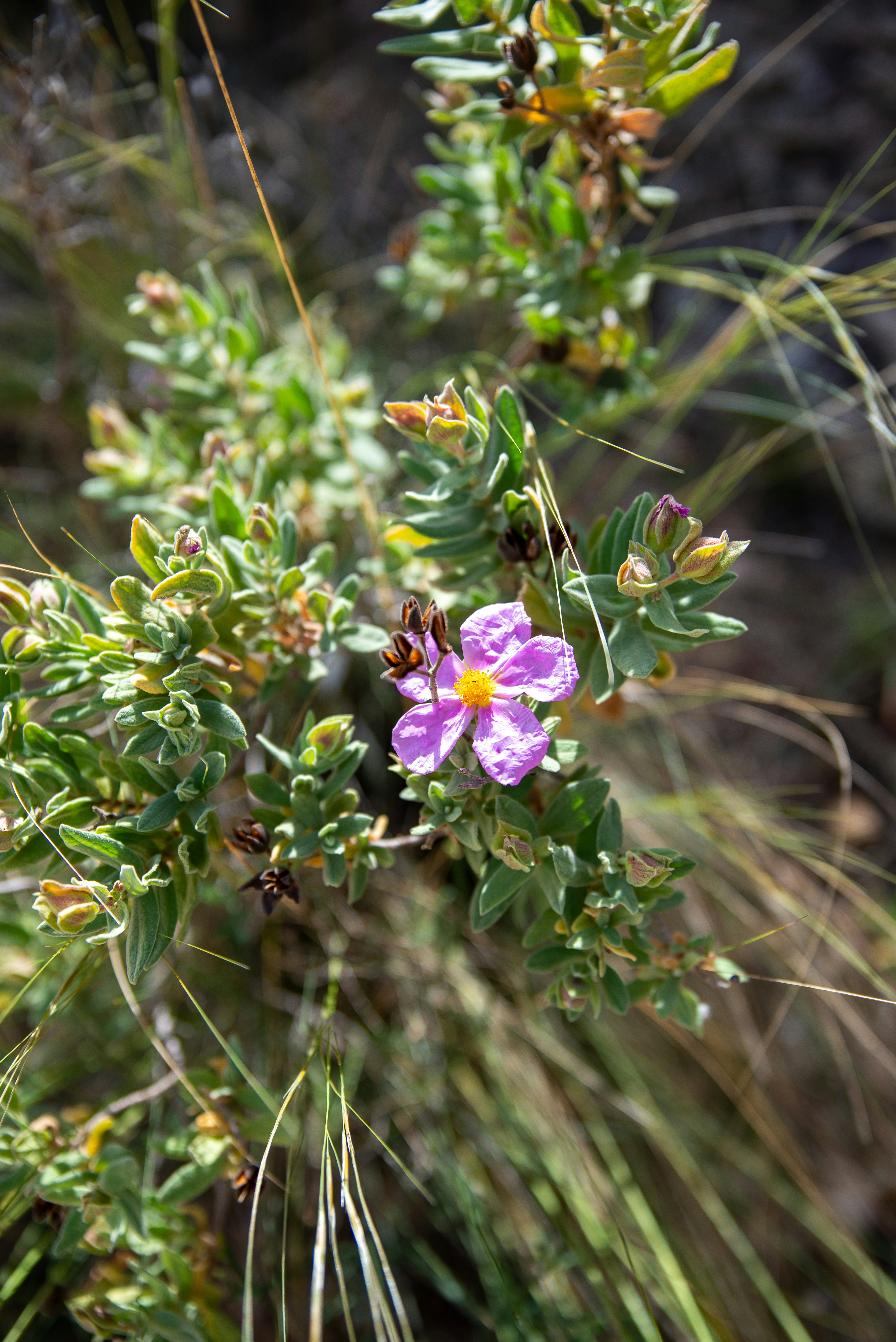 Lavender-pilled Bloom: A lone pink petaled flower among sage-green scrub