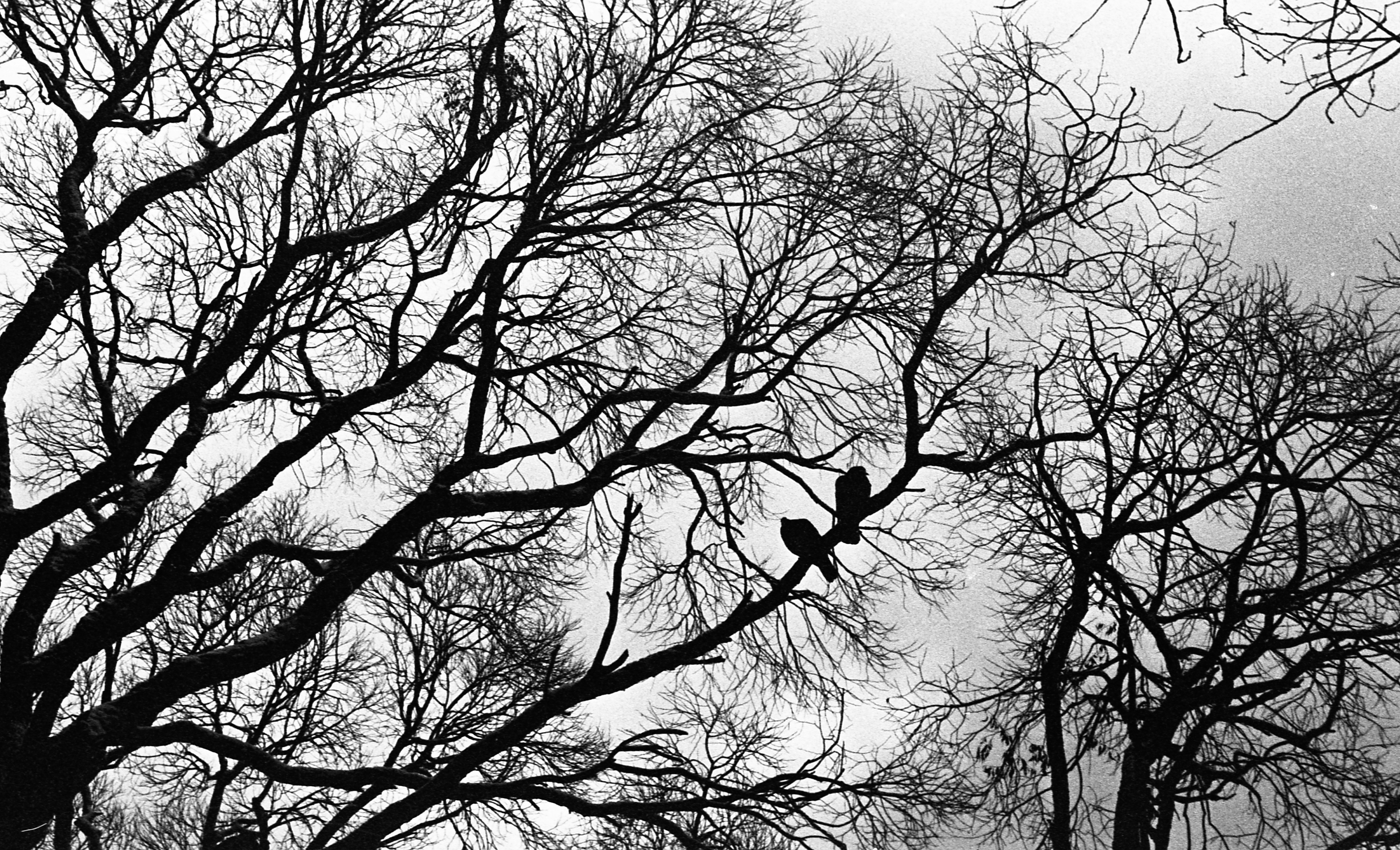 Silhouette of a Crow over Leafless Branches at Dusk