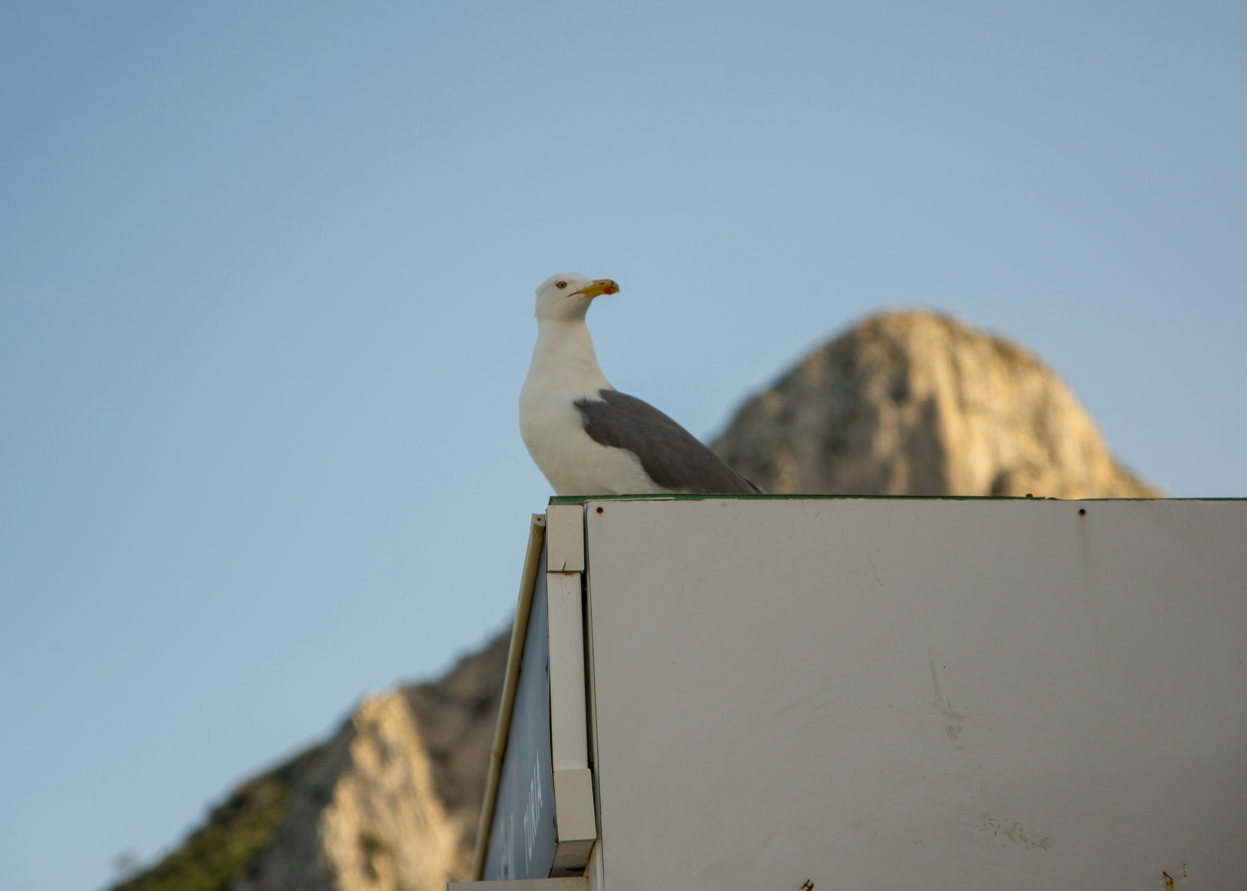 Seagull Sentinel Over the Rooftop Edge