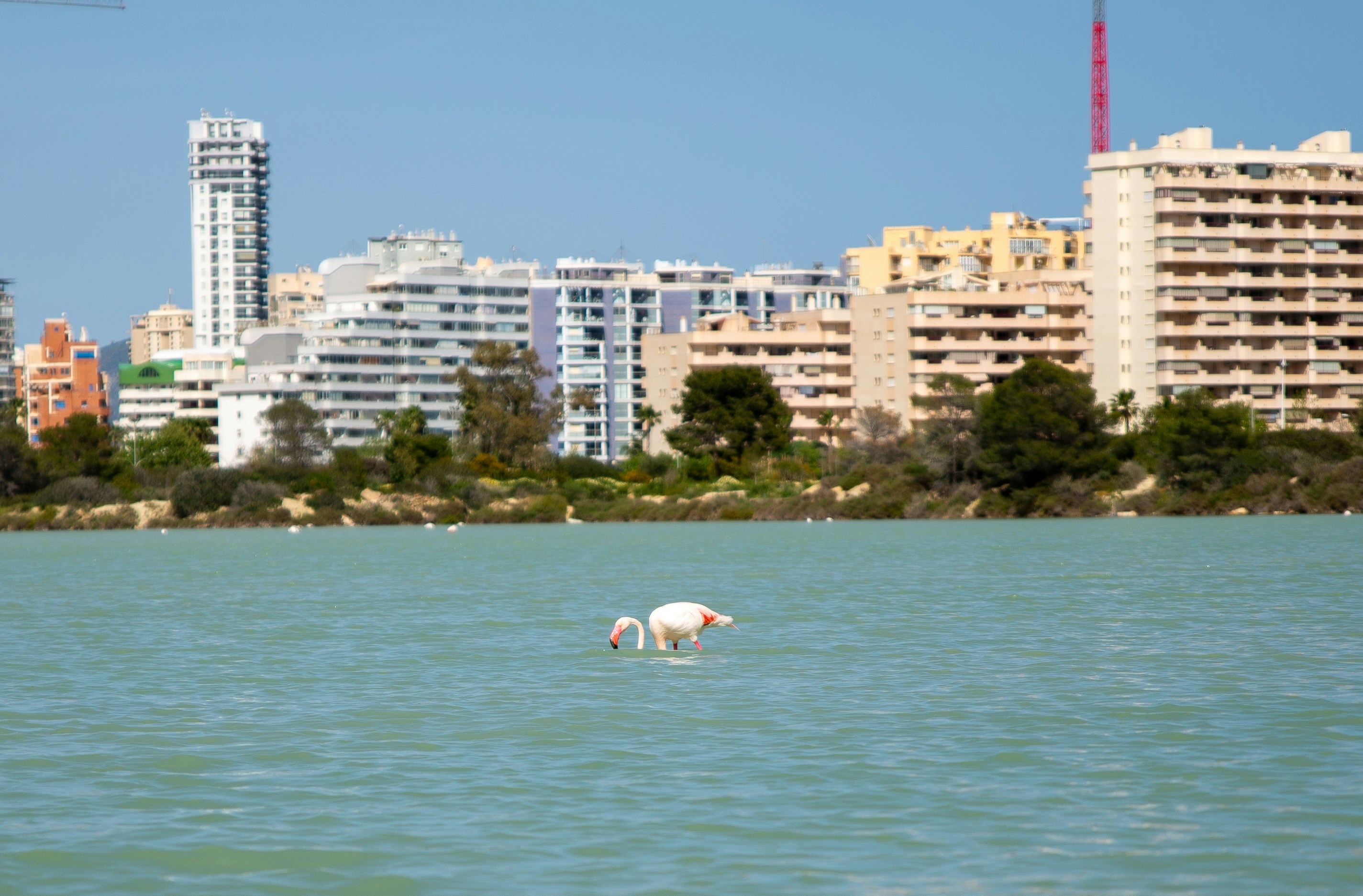 Solitary Flamingo in a Calm Coastal Corridor