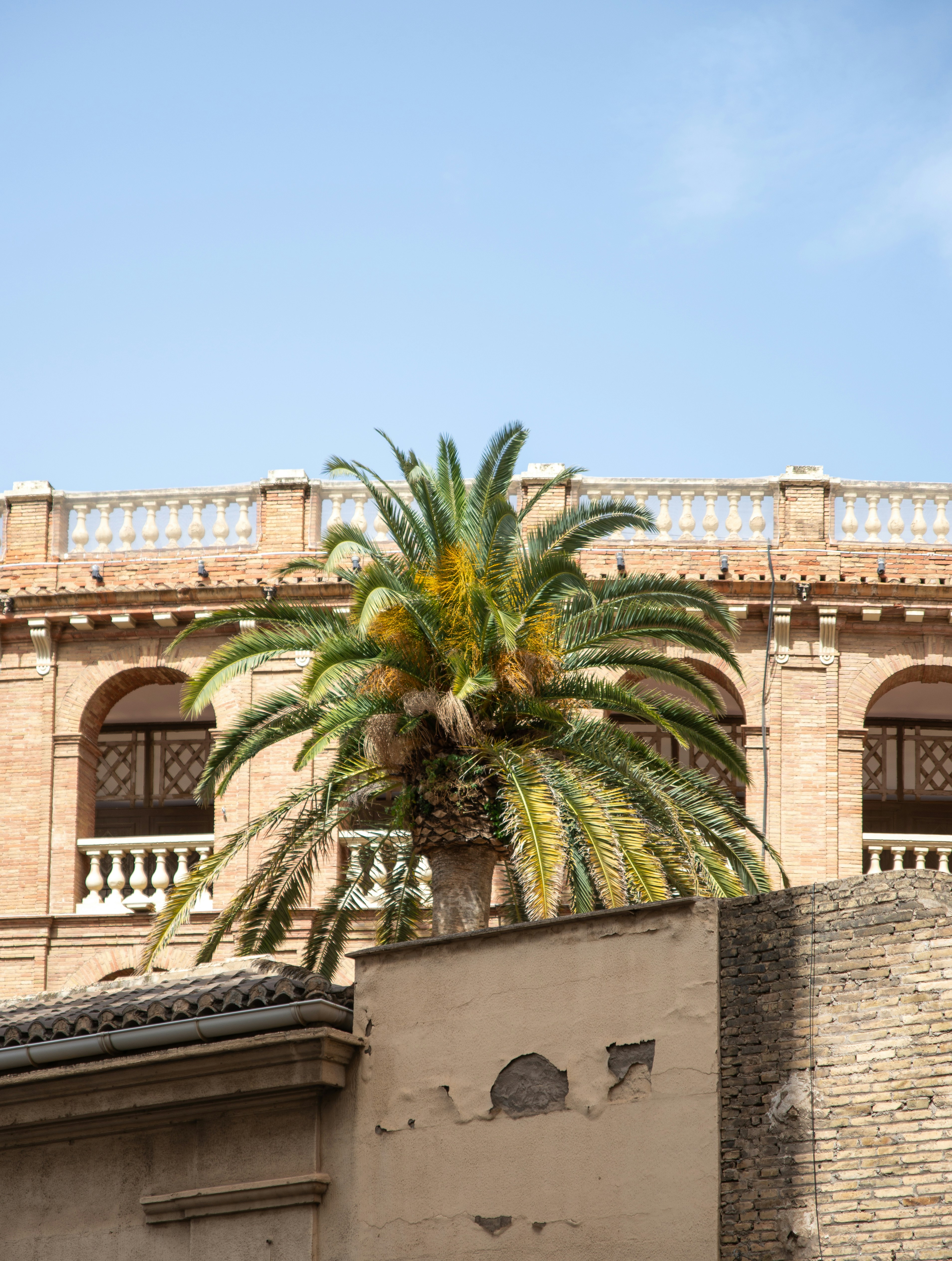 Palm Fronds Against a Brick Facade: A Quiet Classical Terrace