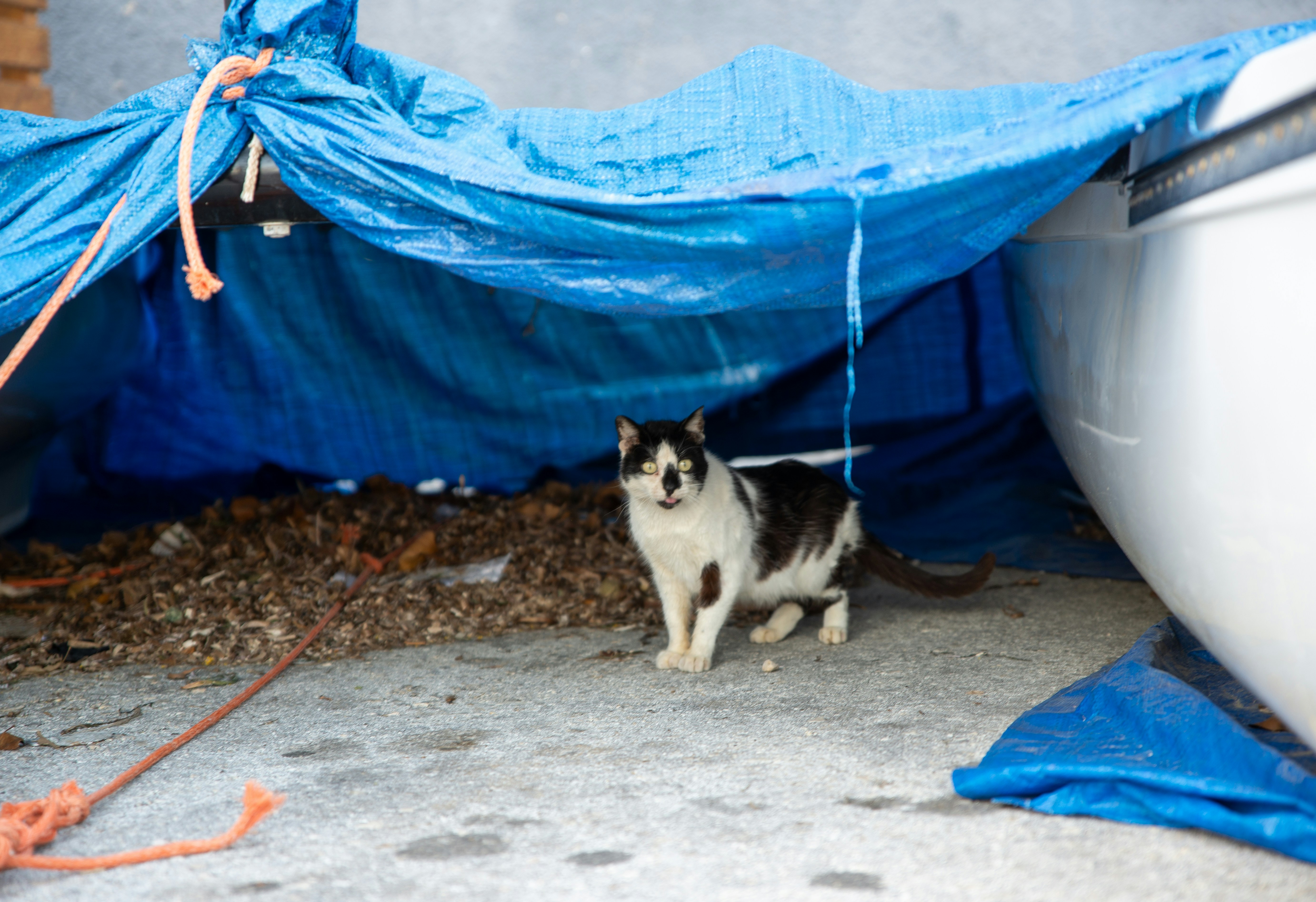 Hidden Under the Blue Canopy: A Ground-Level Cat Pause