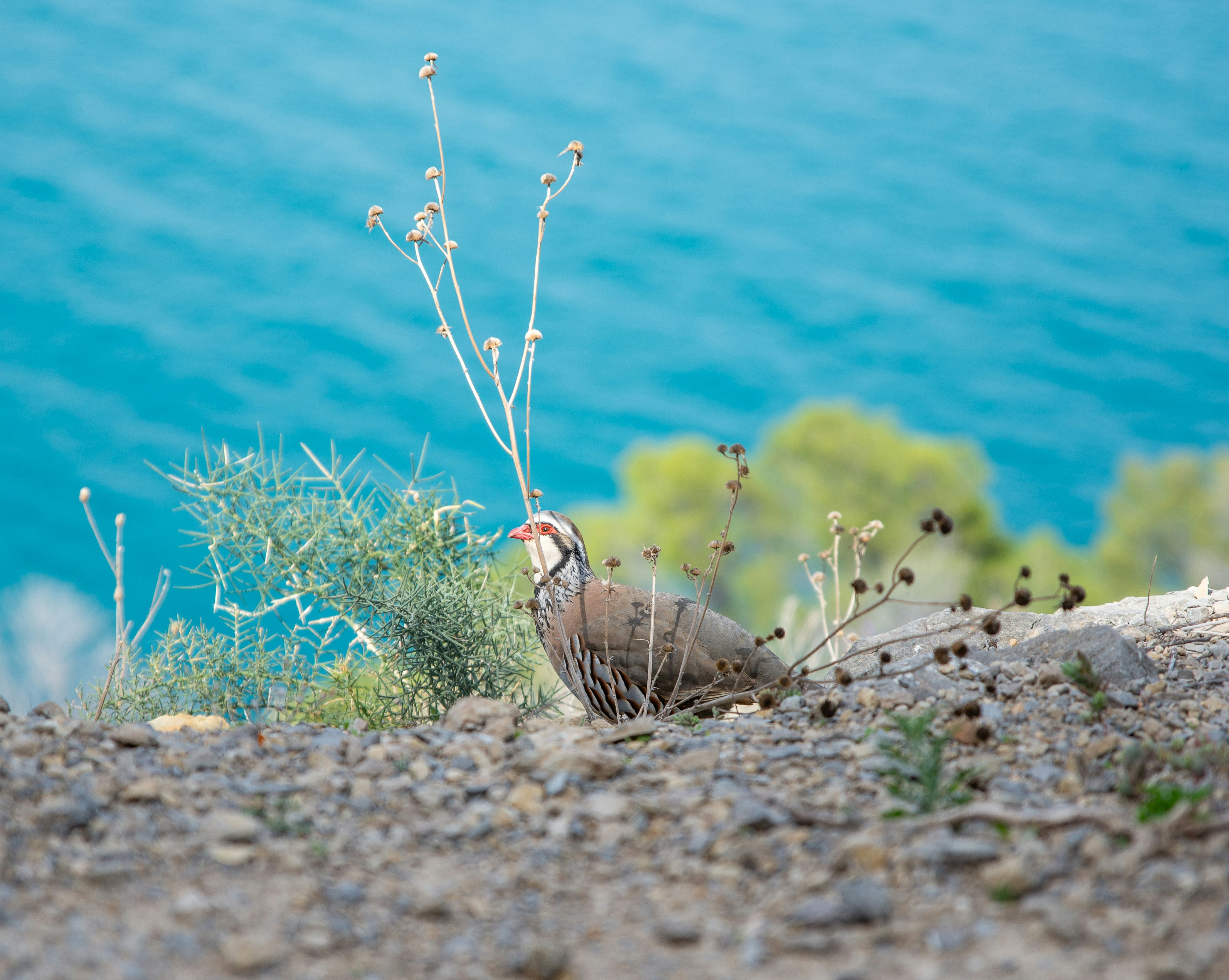 Cliffside Crane Amid Low-lying Scrub Above Quiet Blue Water