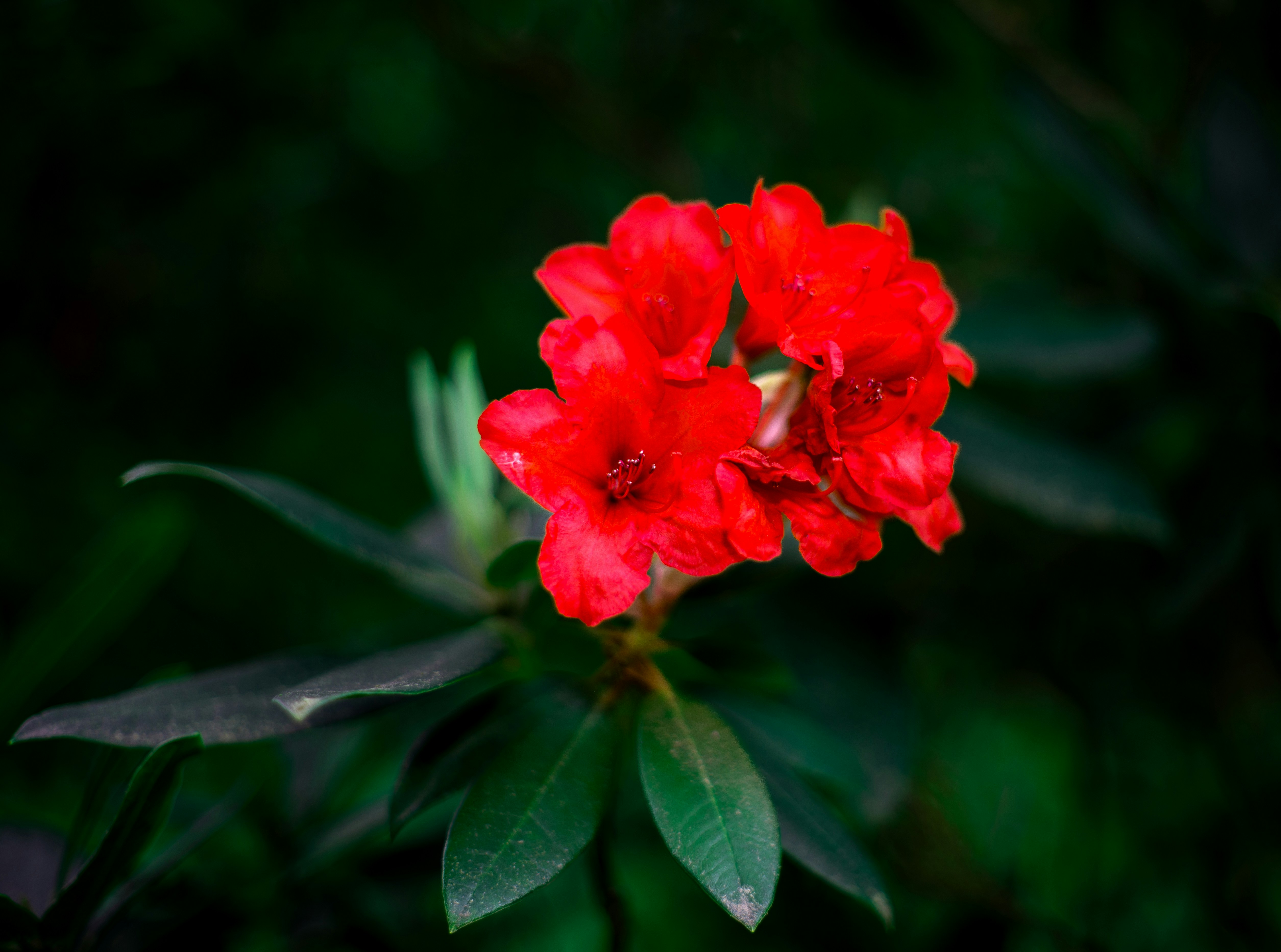 Crimson Bloom Centerstage