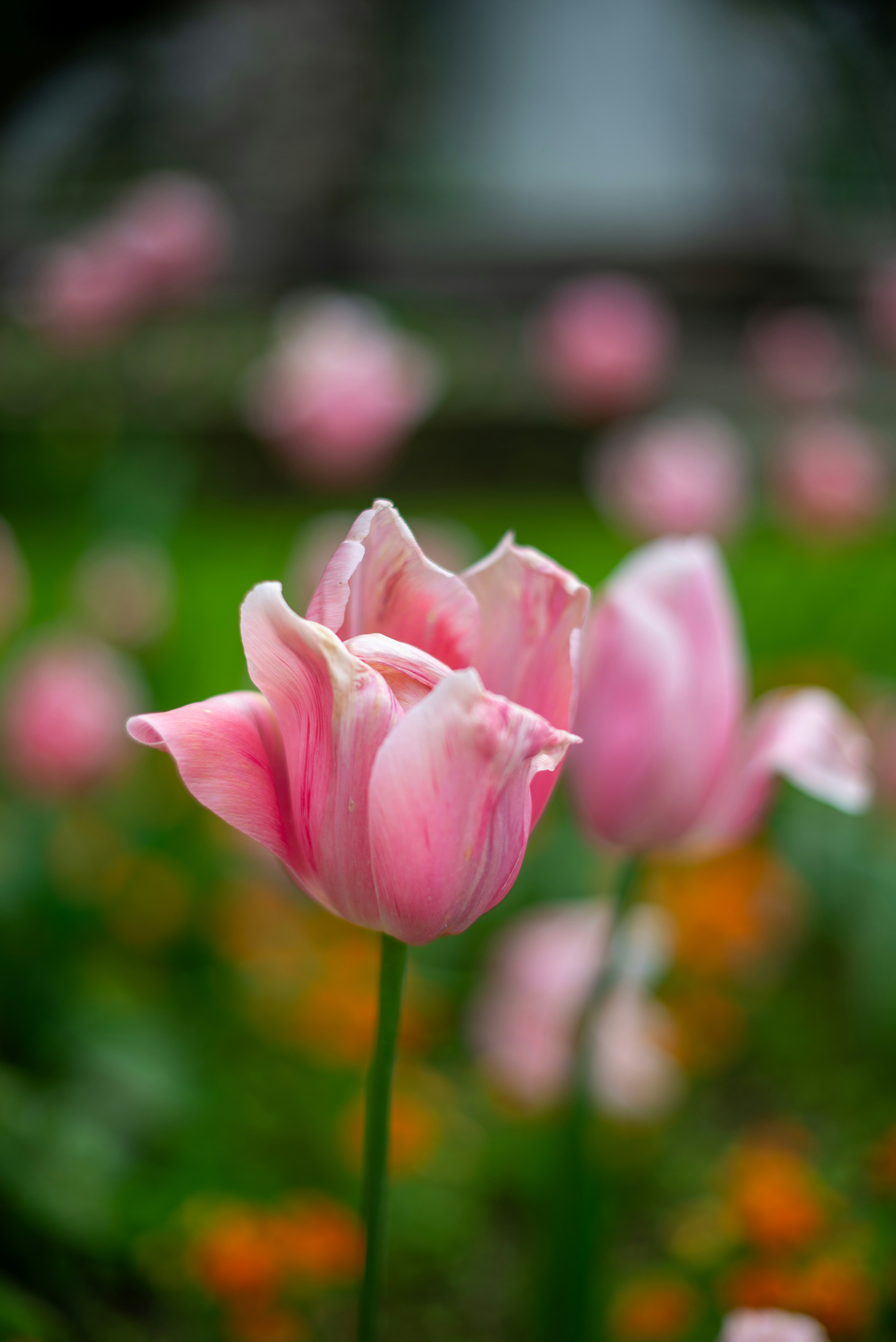 Pink Tulip in a Dreamy Garden Bloom