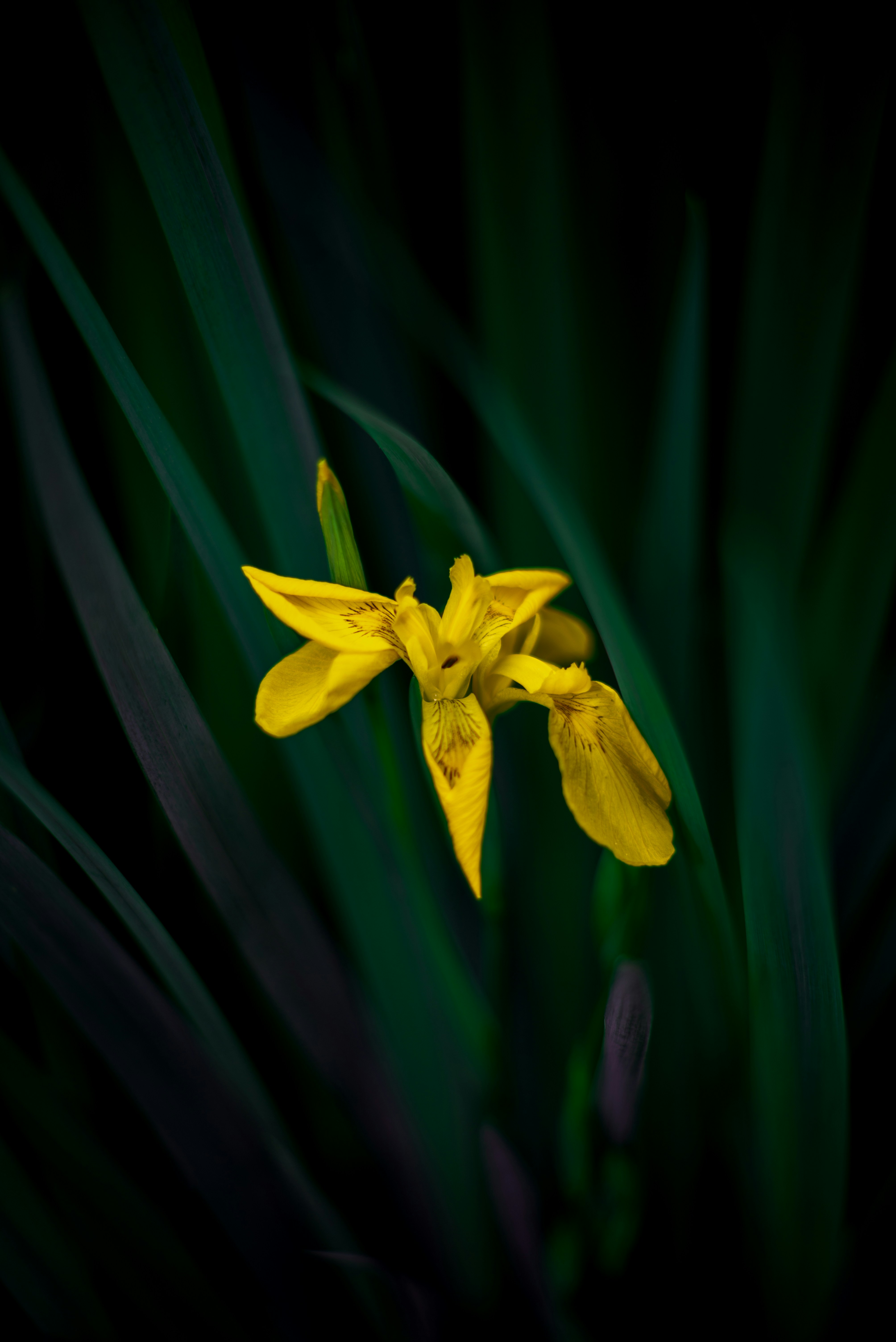 Golden Iris in Shadowed Gloom