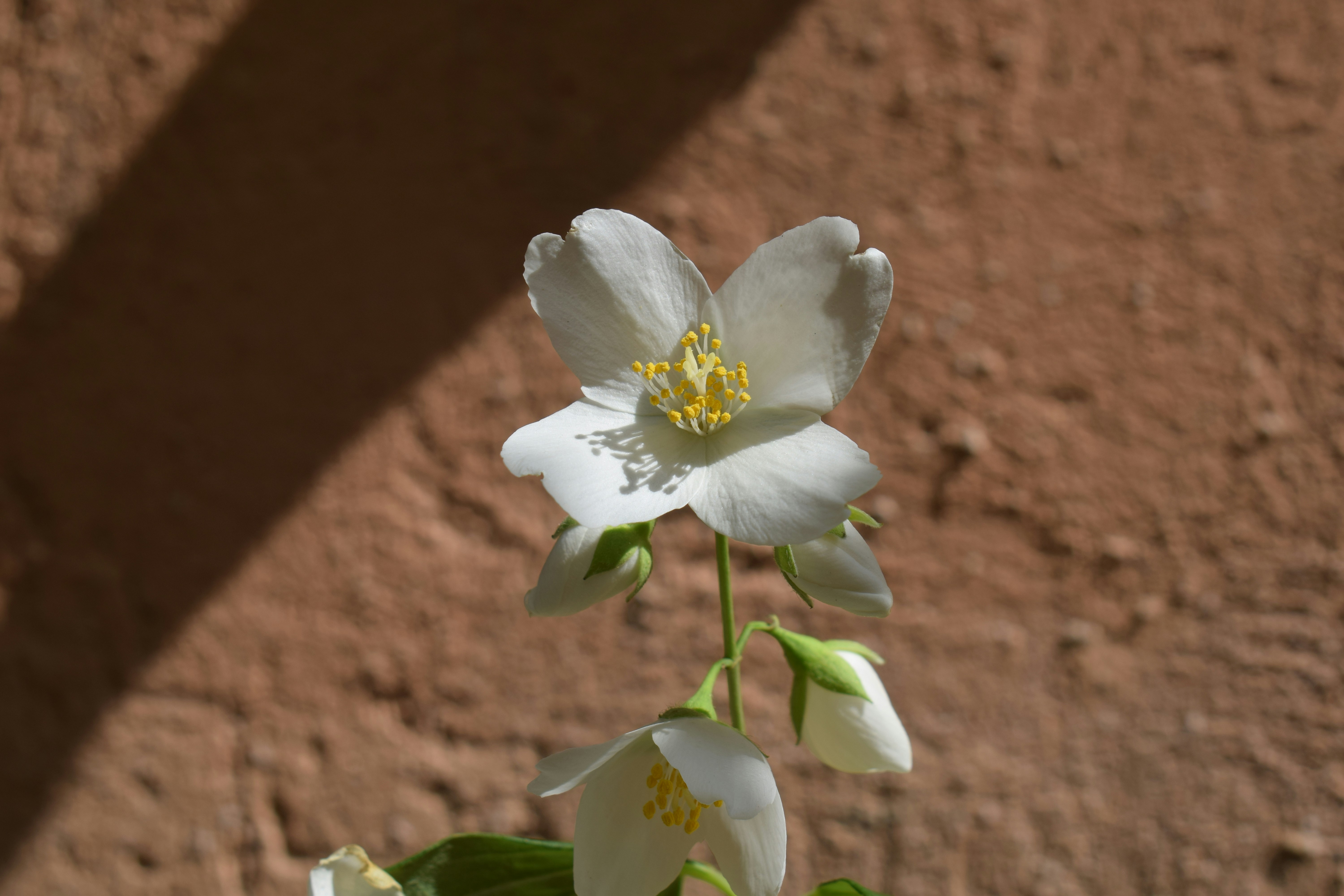 White bloom against brick: a sunlit garden flower with yellow stamens