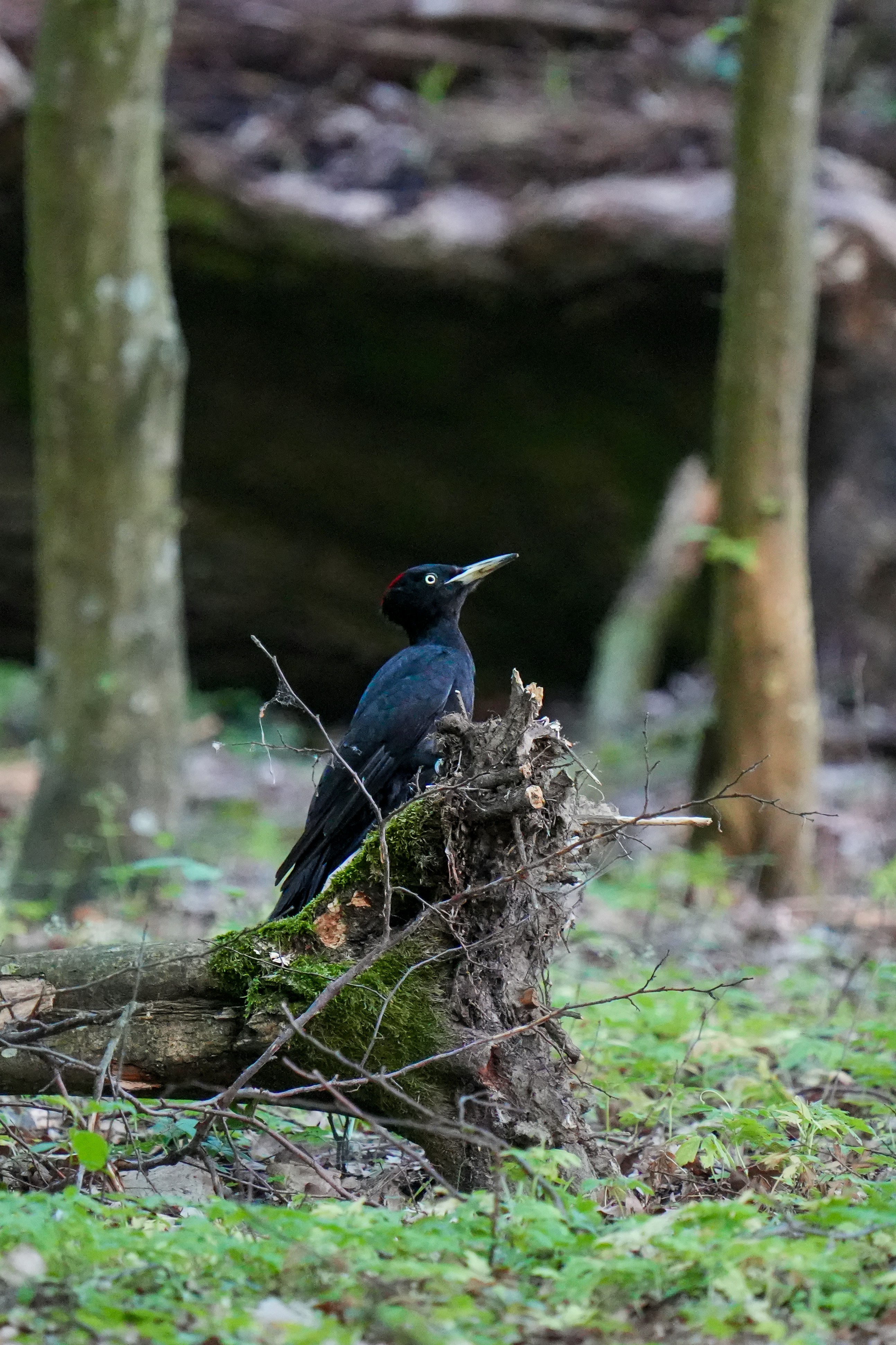 Dark-Blue Corvid on a Mossy Log in a Quiet Forest