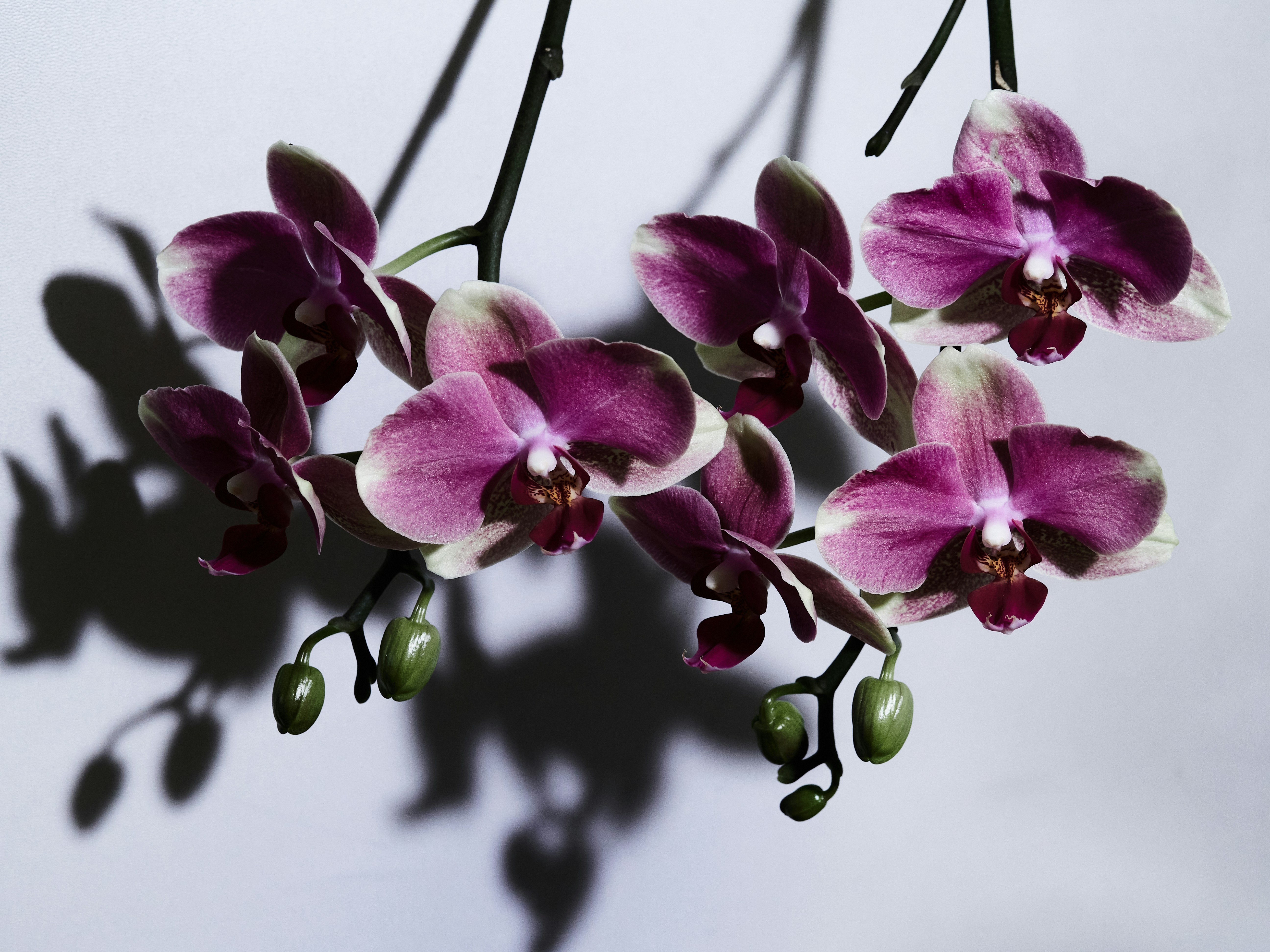 Purple Orchid Cascade in a Shaded Studio Shadow