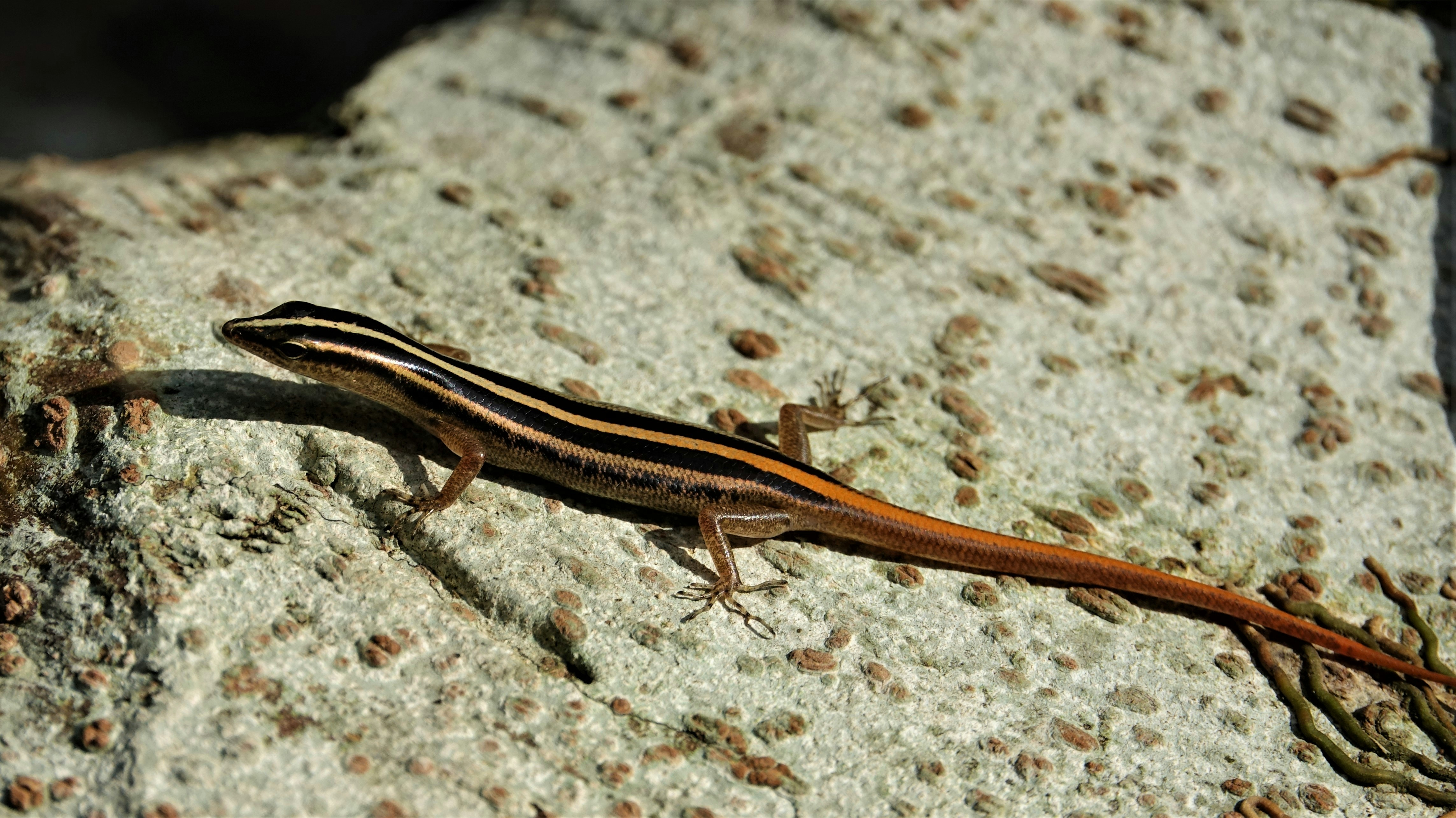 Striped Sand Lizard Traversing Lichen-Streaked Stone