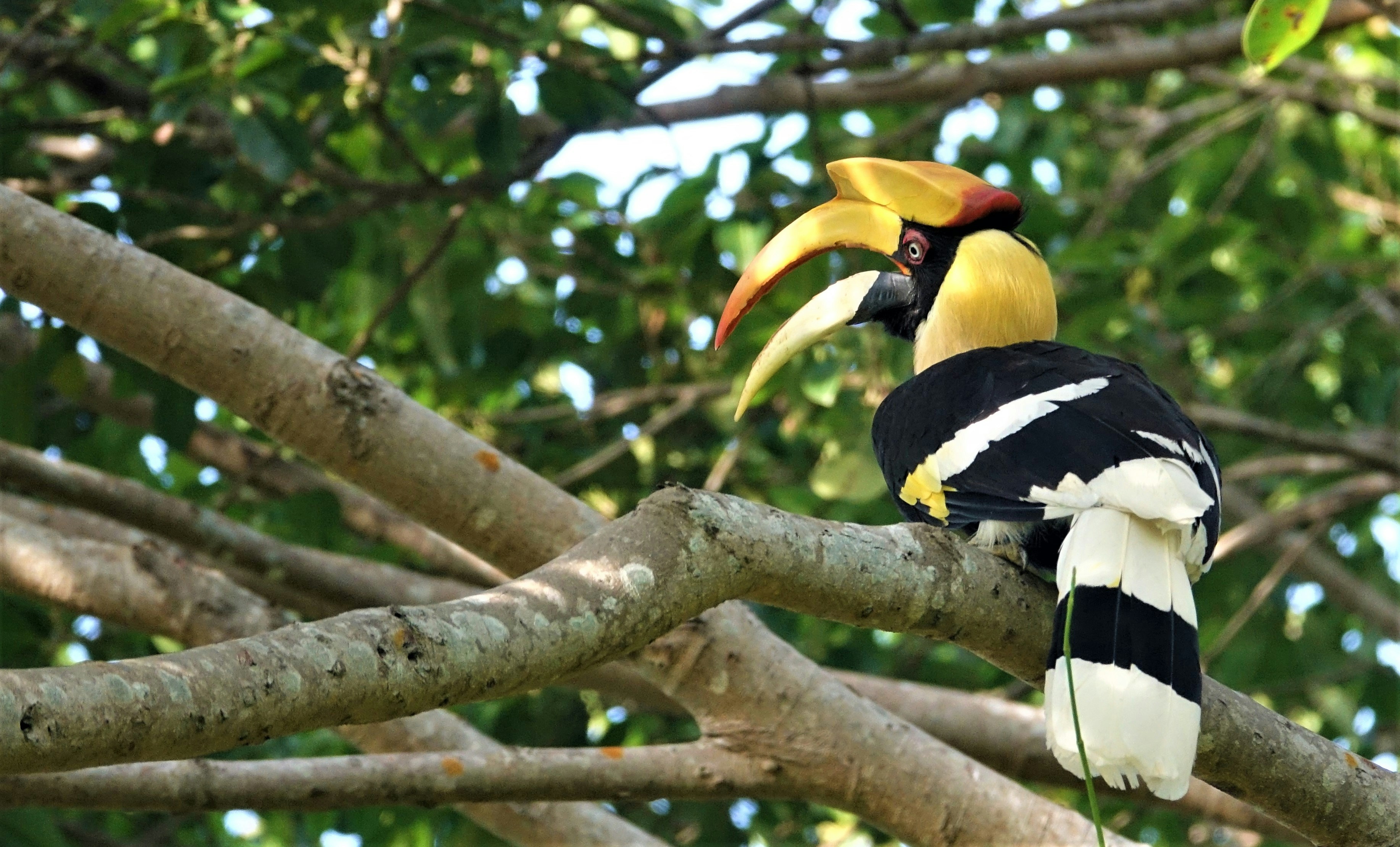 Horned King of the Canopy: a Palm Toucan perches on a sunlit branch