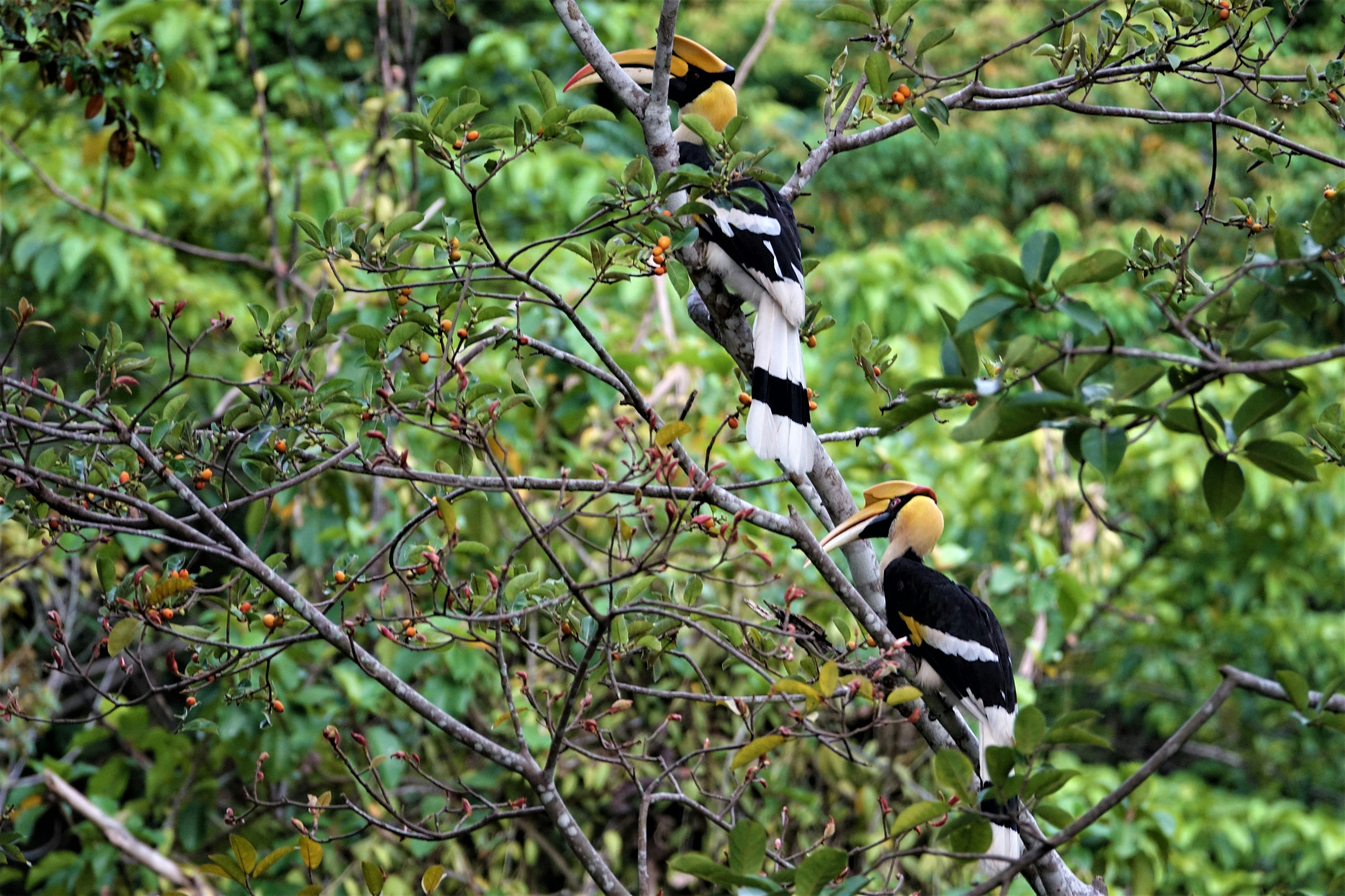 Twin Oriental Reed Warblers among Verdant Branches