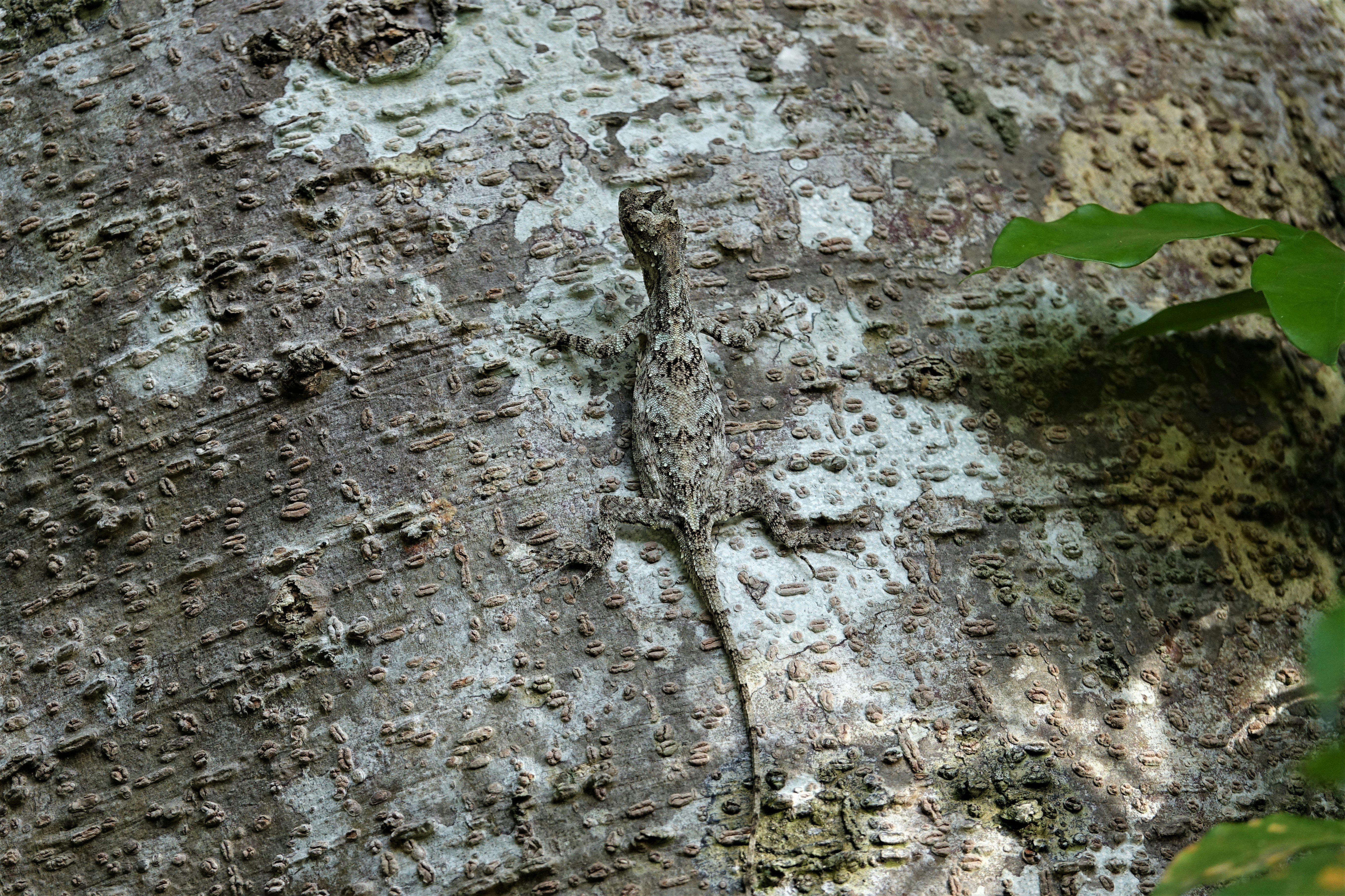 Textured Bark Reveal: Subtle Rope-like Pattern on a Weathered Tree Trunk