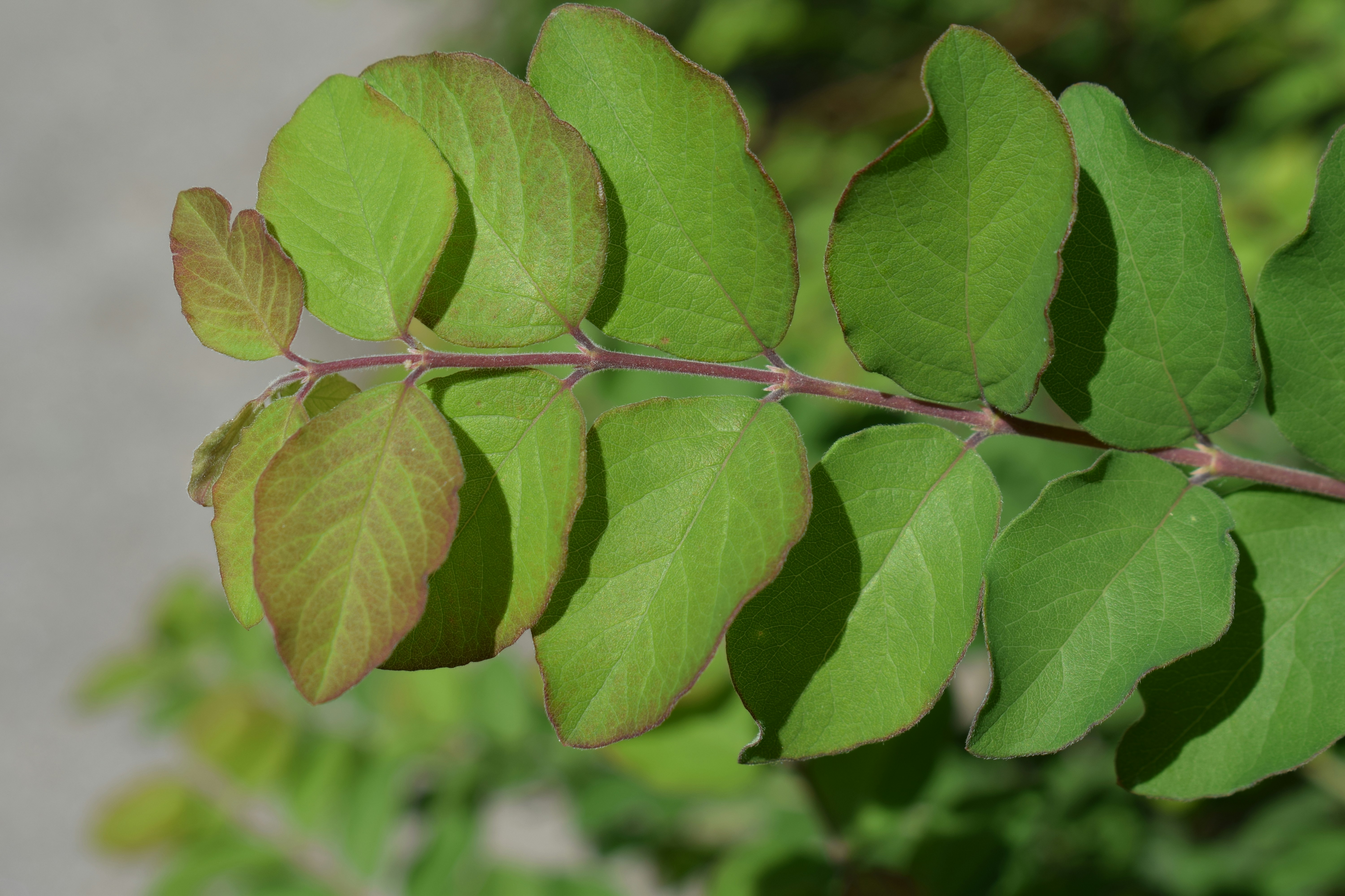 Emerald Branch: a close-up of leafy nodes and a reddish stem