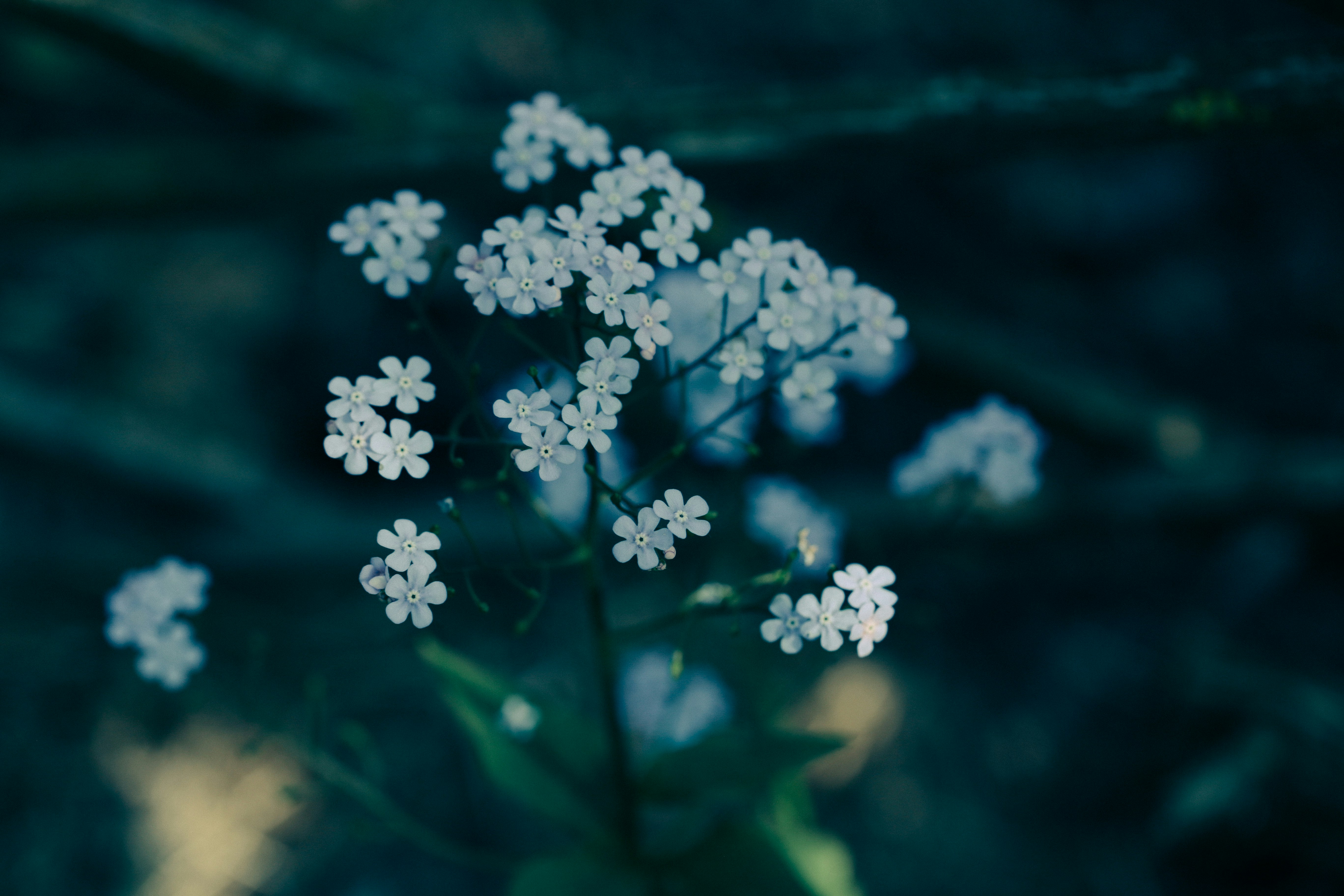 Whispers of White: A Cluster of Tiny Blooms in Soft Focus