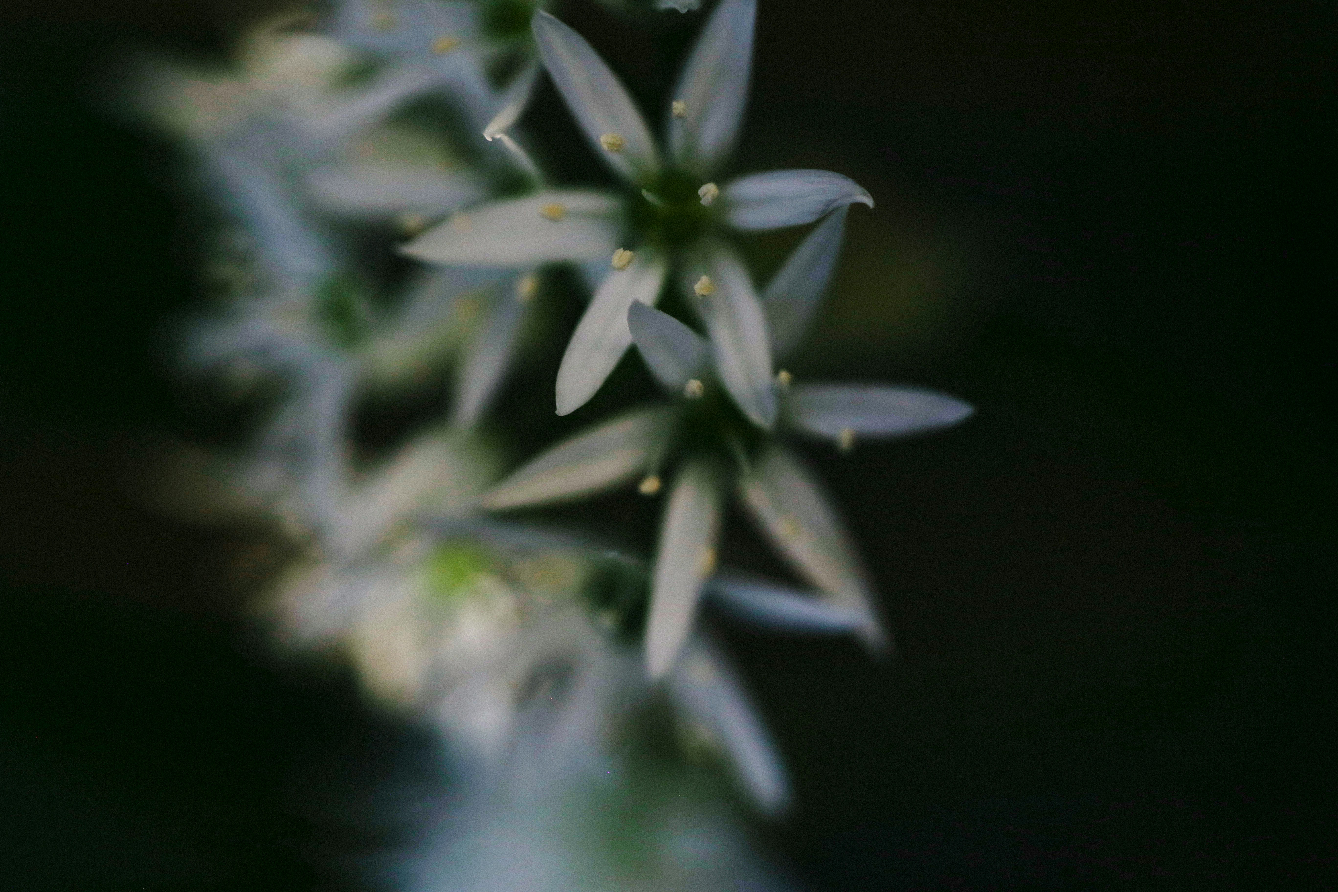 Whispers of Light: Fronds of a Delicate Bloom