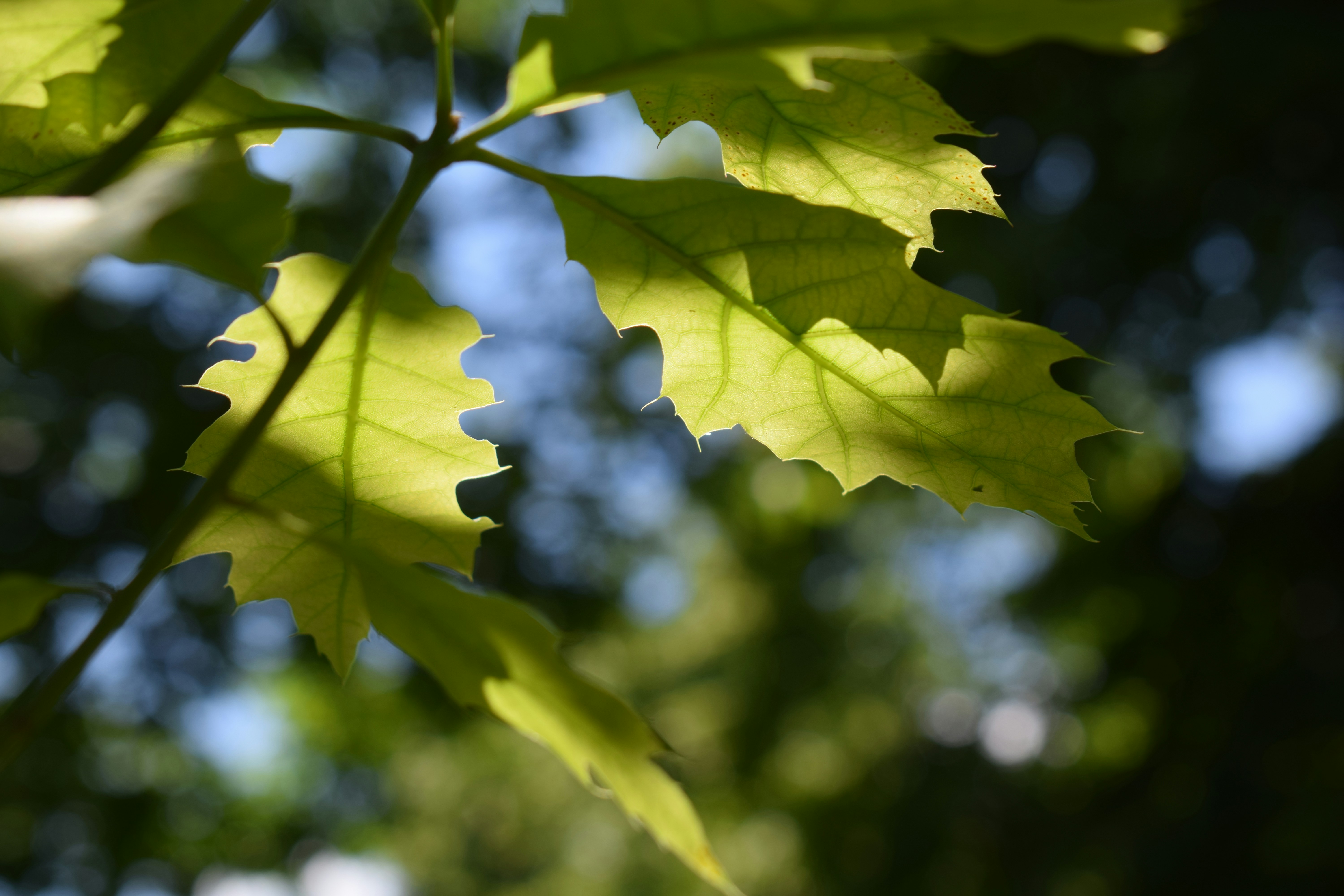 Sunlit Leaf Edge: Delicate Veins in Sharp Focus