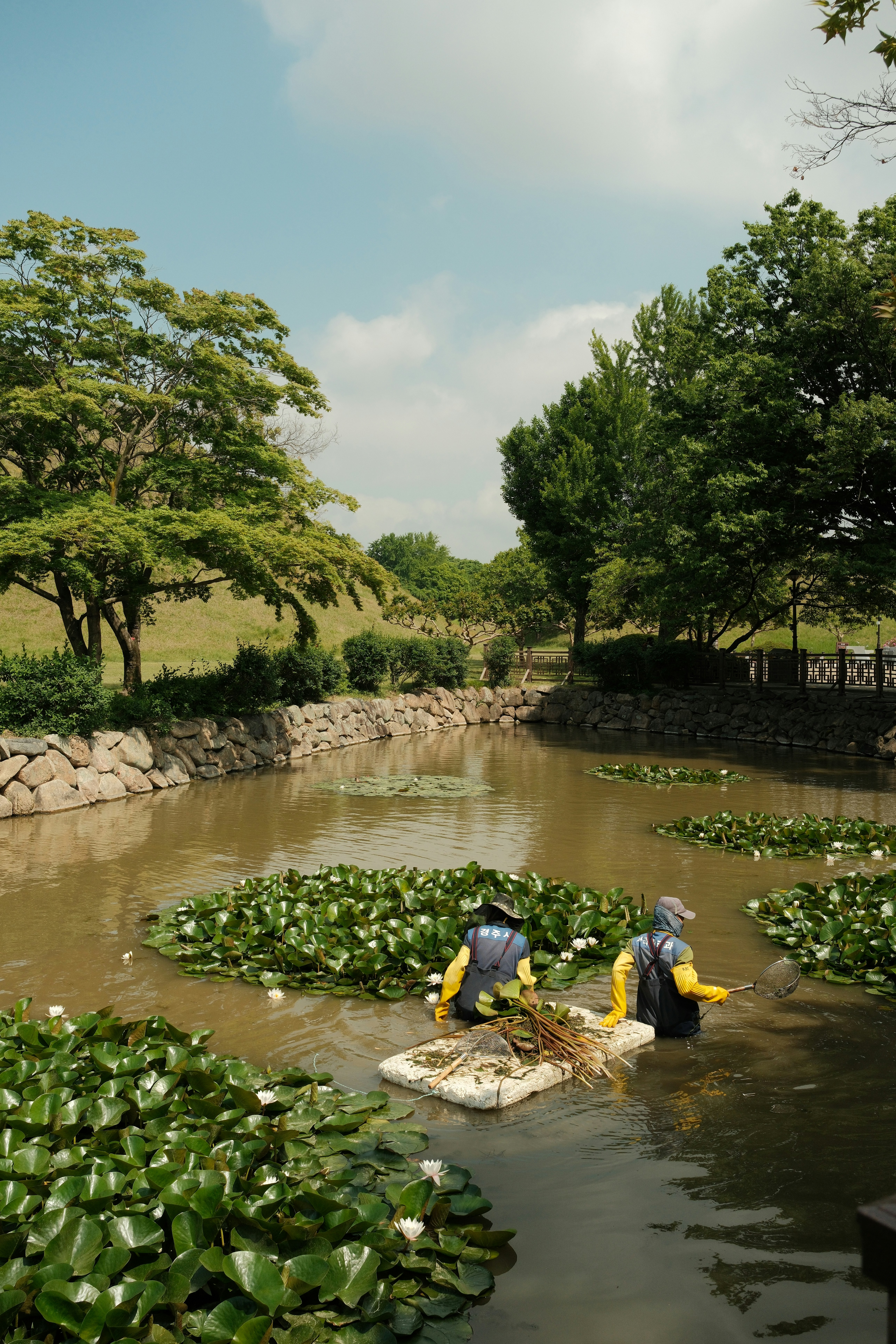 A Quiet Pond Rescue: Workers in Yellow Waders at Work Among Water Lilies