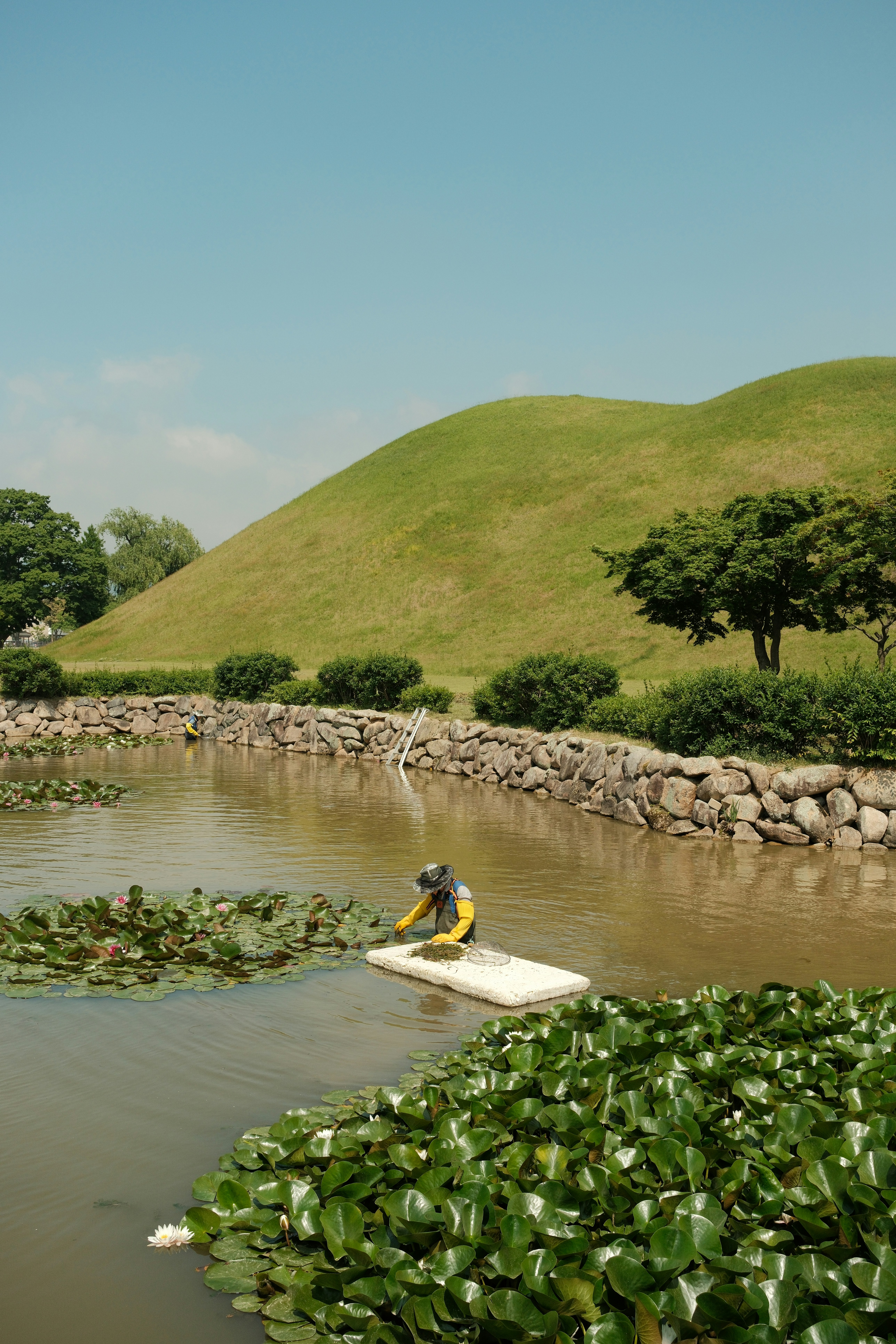 Lily Pad Refuge: A Quiet Fisherman on the Pond Verge