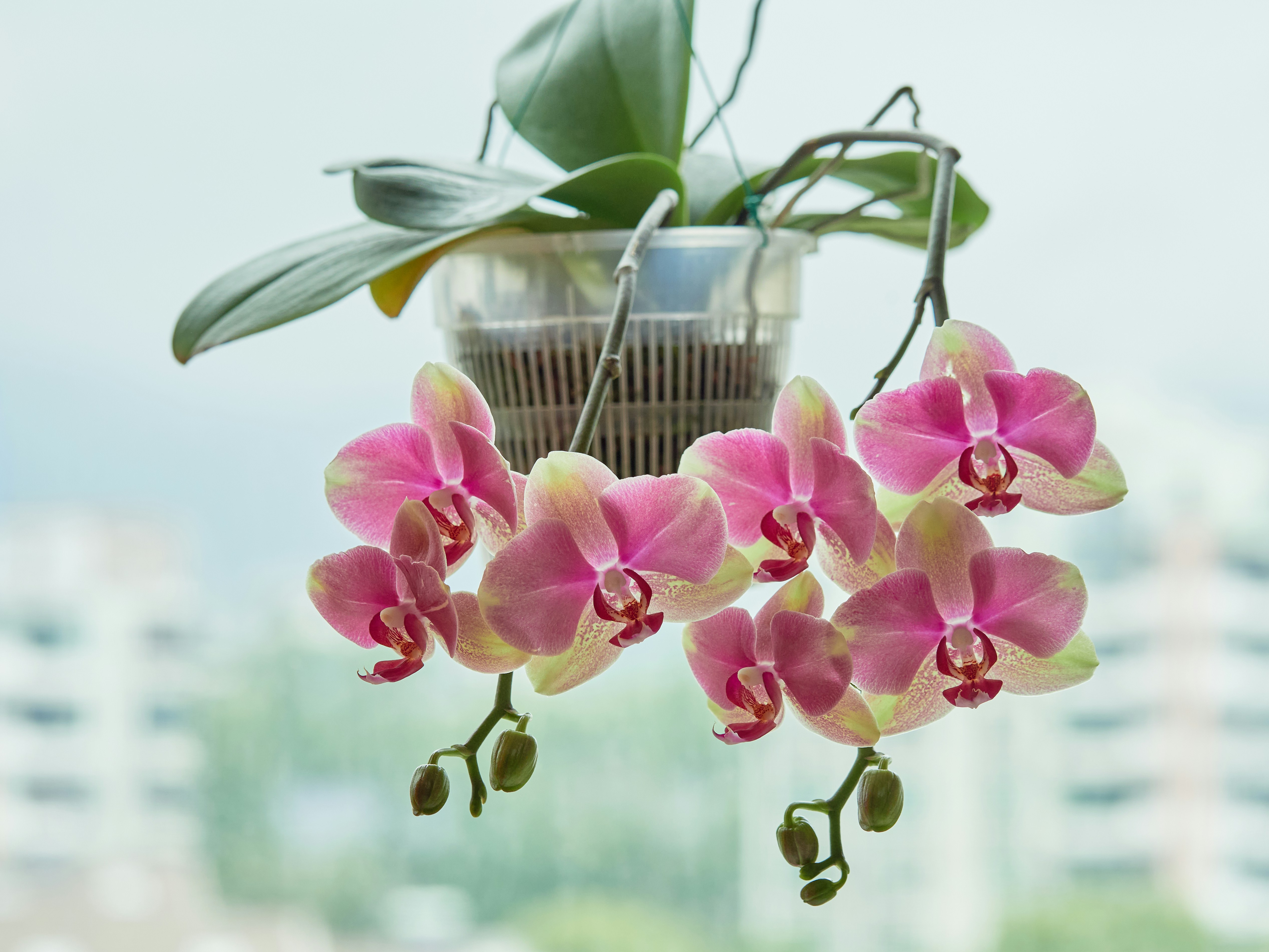 Pink Orchid Cascade in a Glass Pot