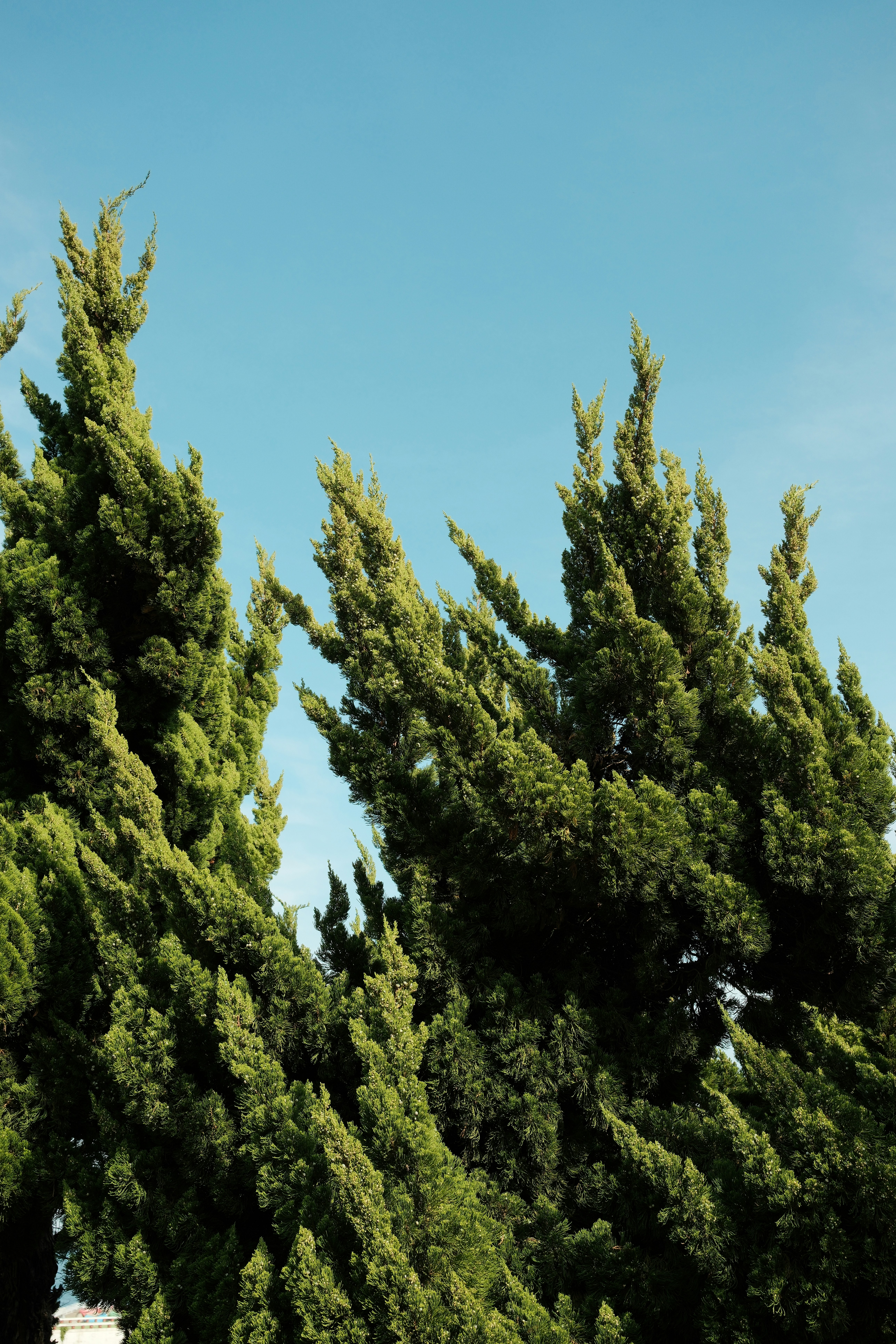 Toward the Crown: A Windward Alley of Conifers Against a Cerulean Sky
