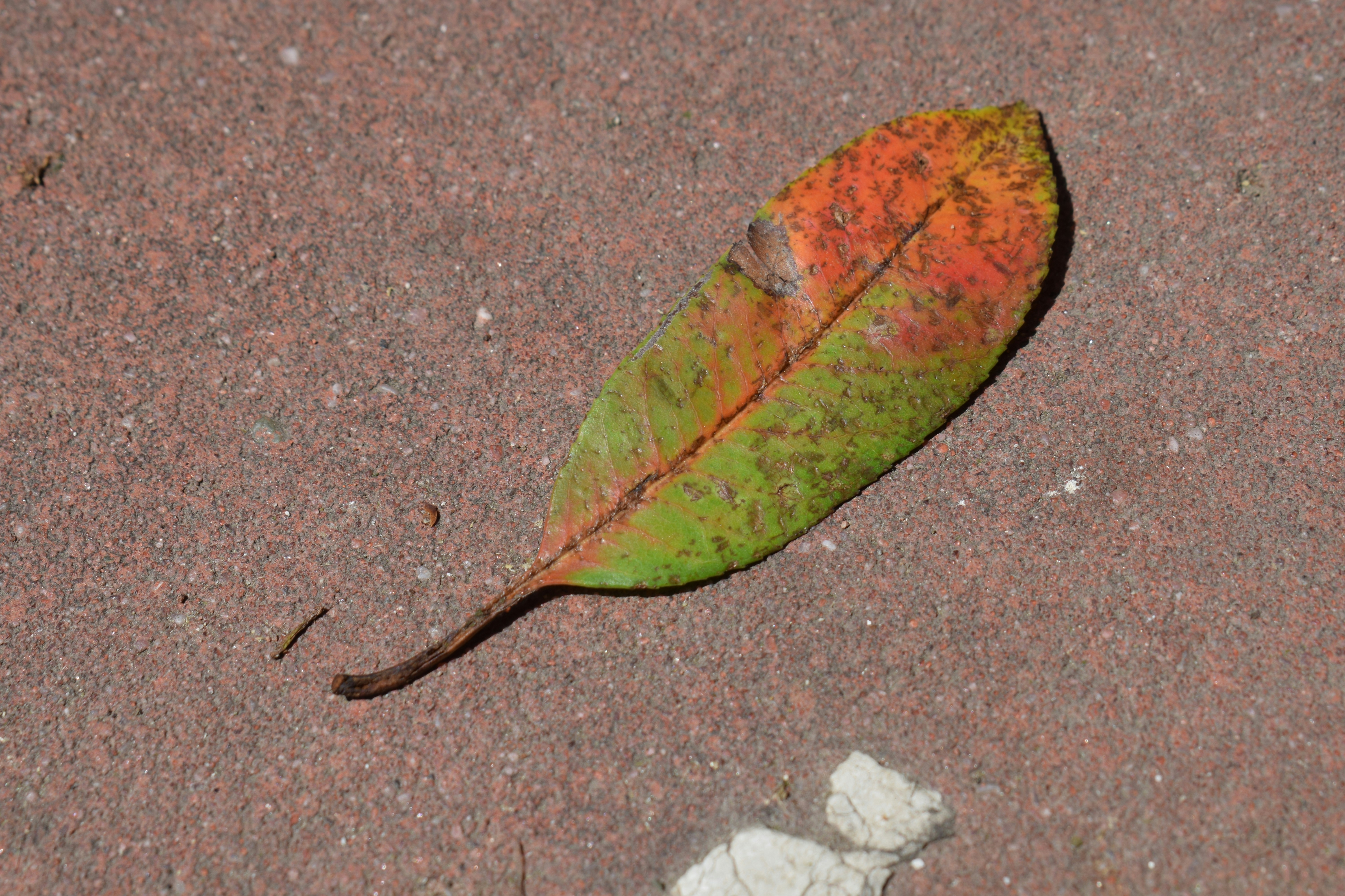 Autumn Leaf on Textured Path