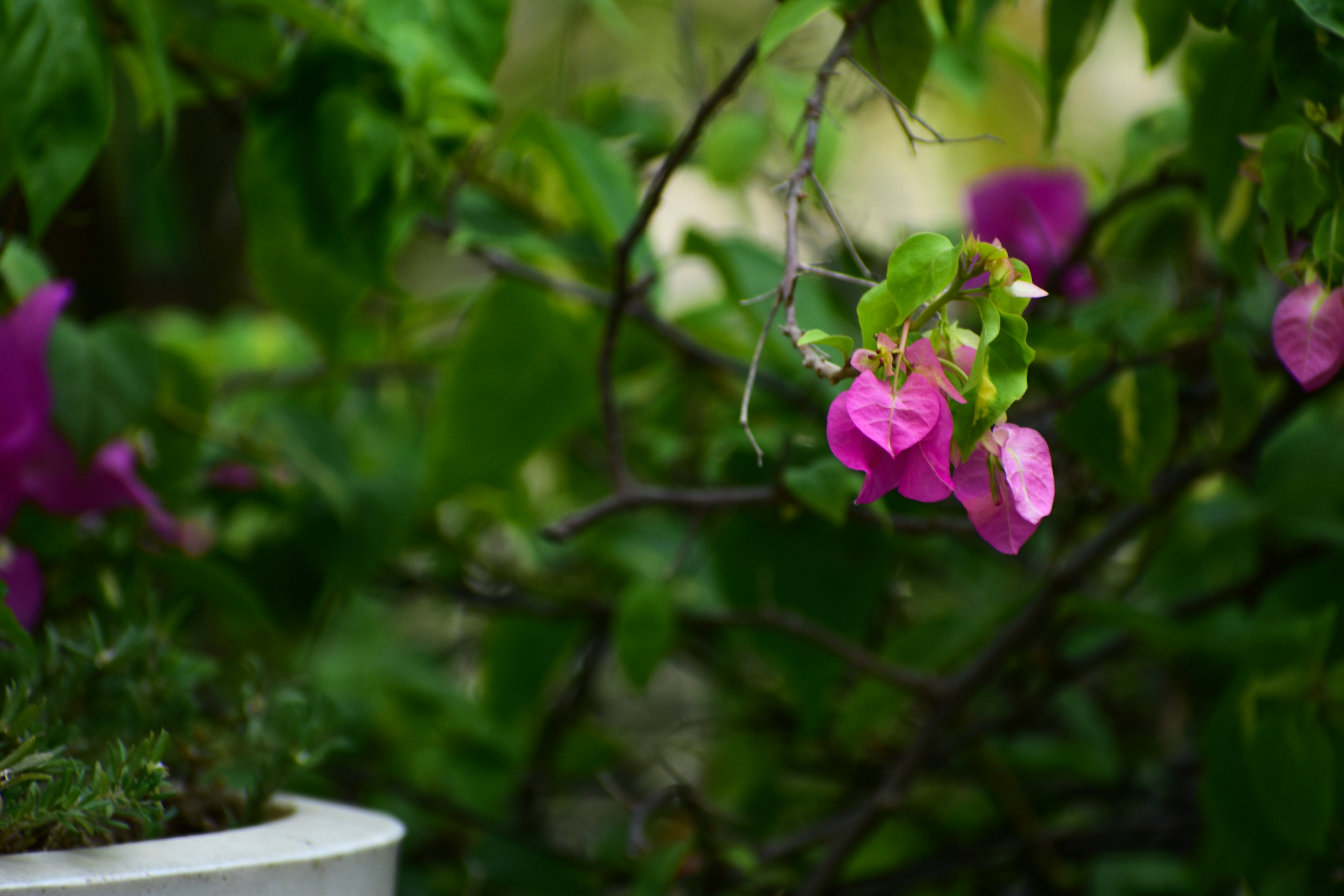 Purple Bougainvillea Bloom in a Green Garden