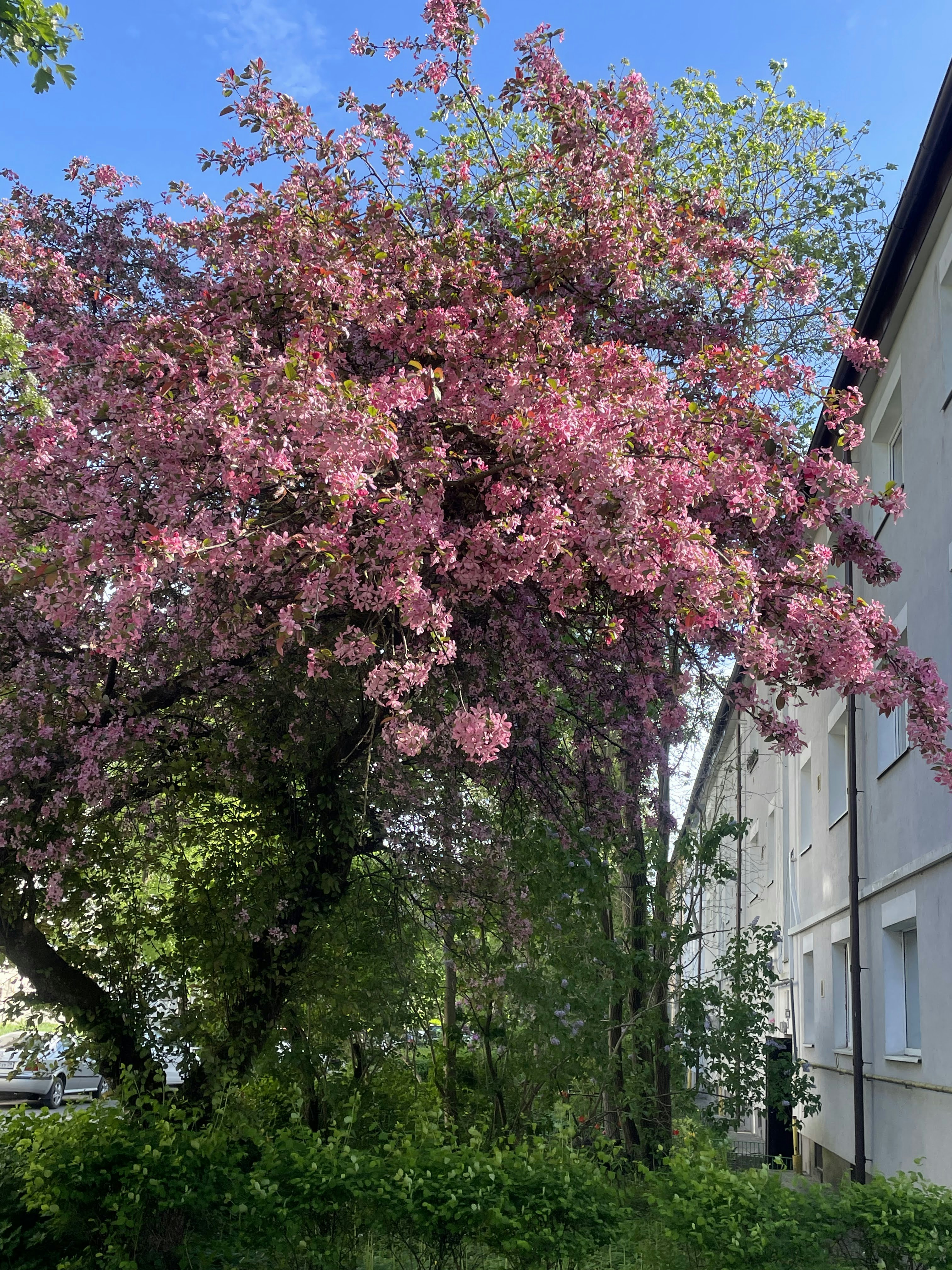 Blossom Overlook: a pink canopy by the white-walled building