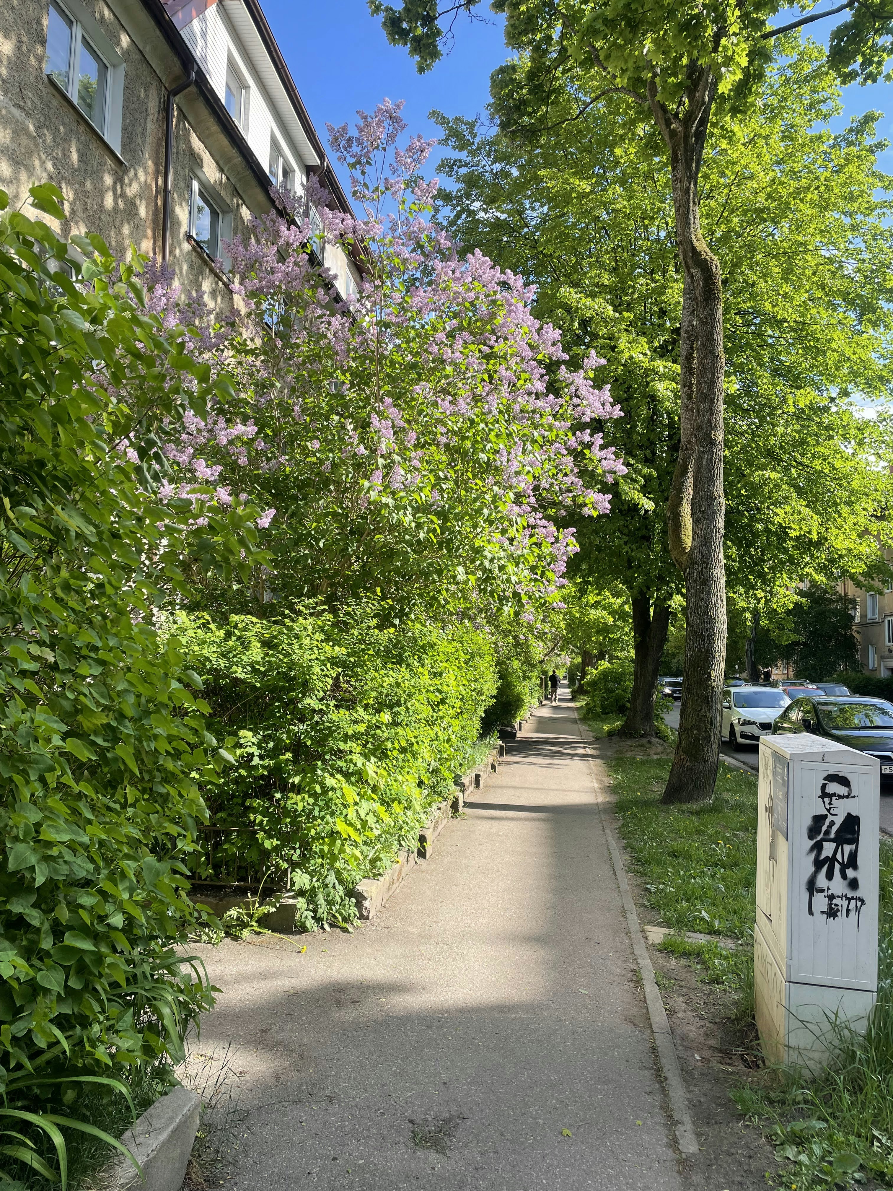 Shaded City Path Framed by Blossoms and Greenery