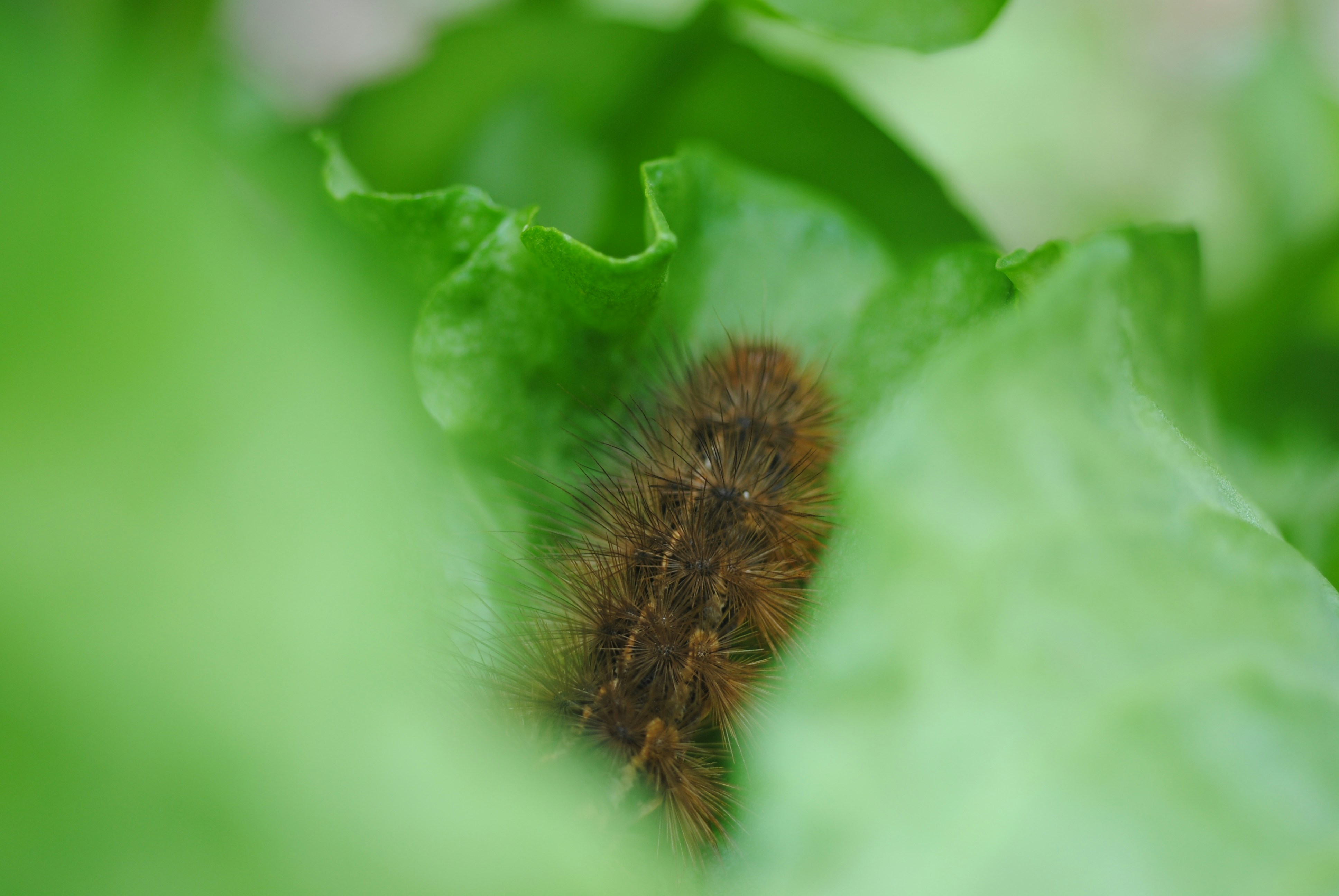Hidden Fury: A Caterpillar Nestled Within Fresh Green Foliage