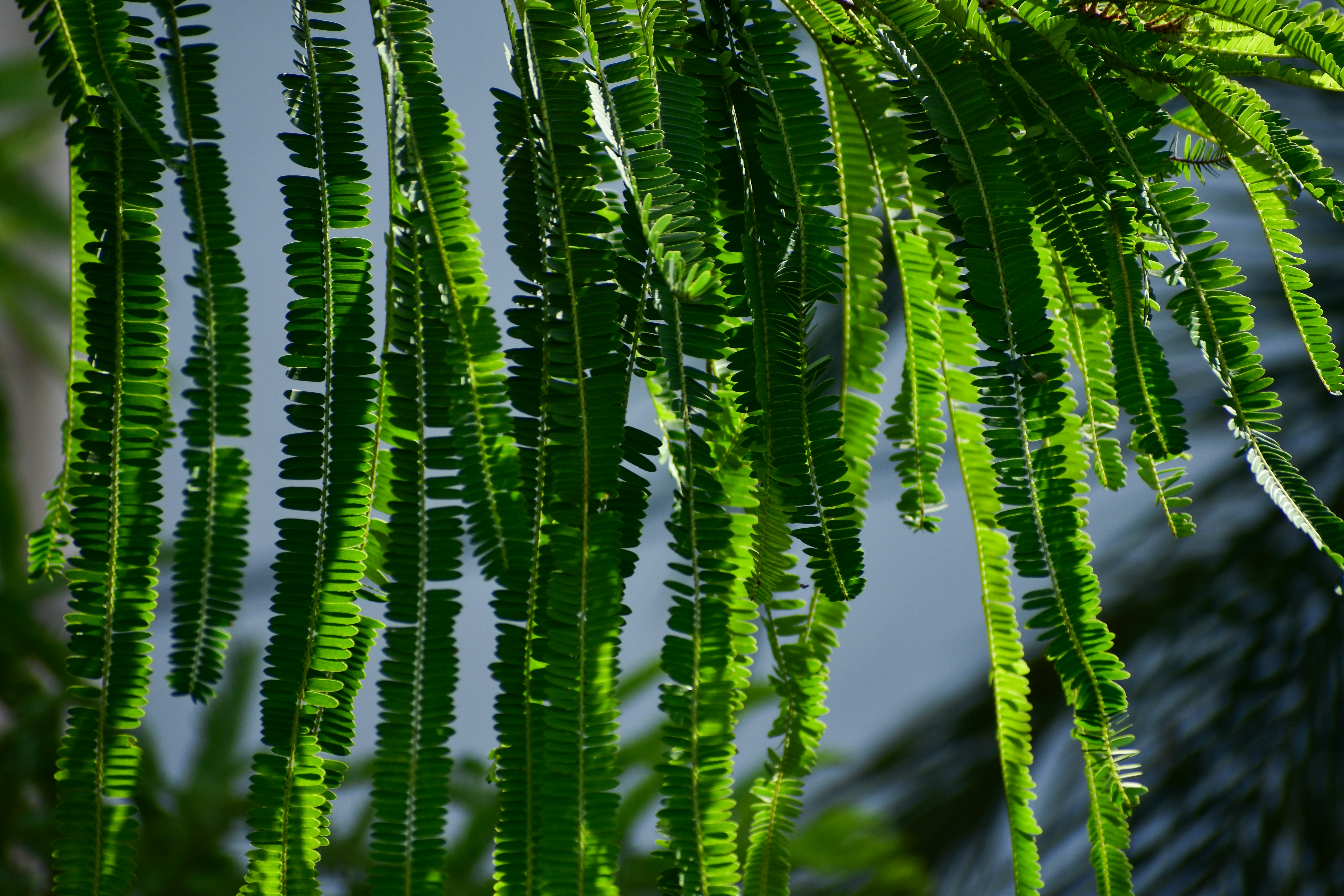 Fronds in Focus: A Quiet Cascade of Green