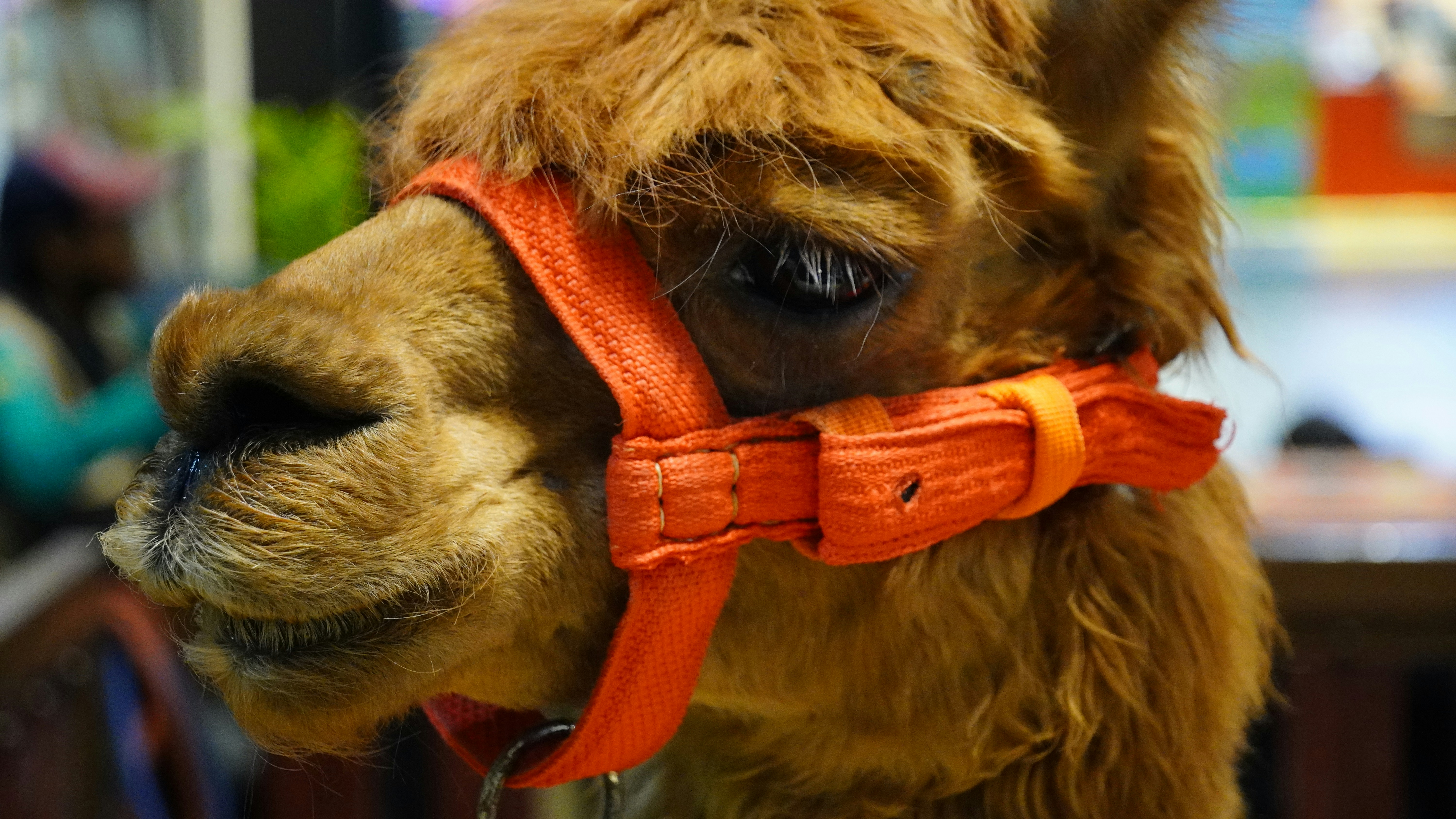 Amber-Threaded Halt: Close-Up of a Plush Orange Llama