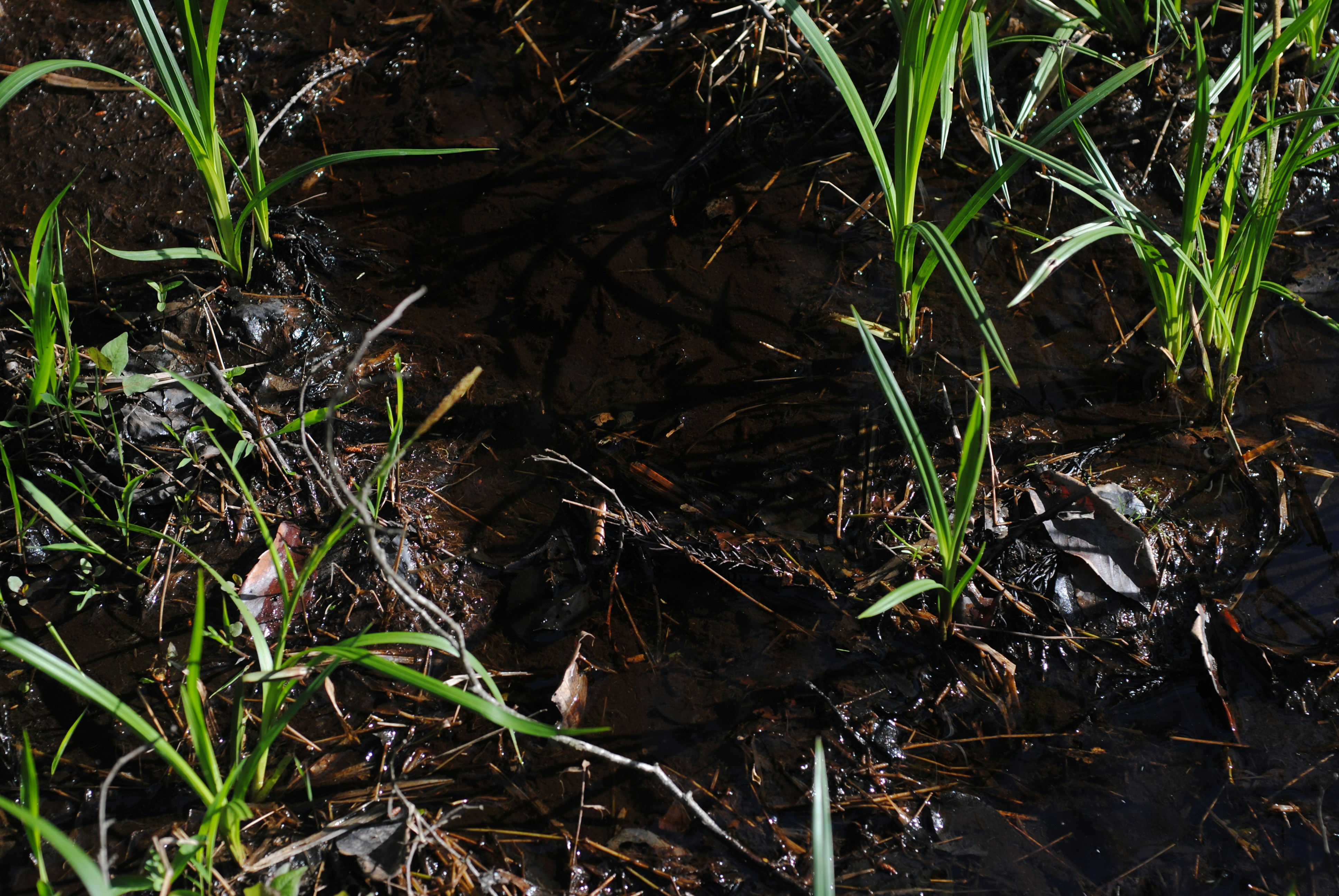 Emergent Grass Intertwined with Wet Soil