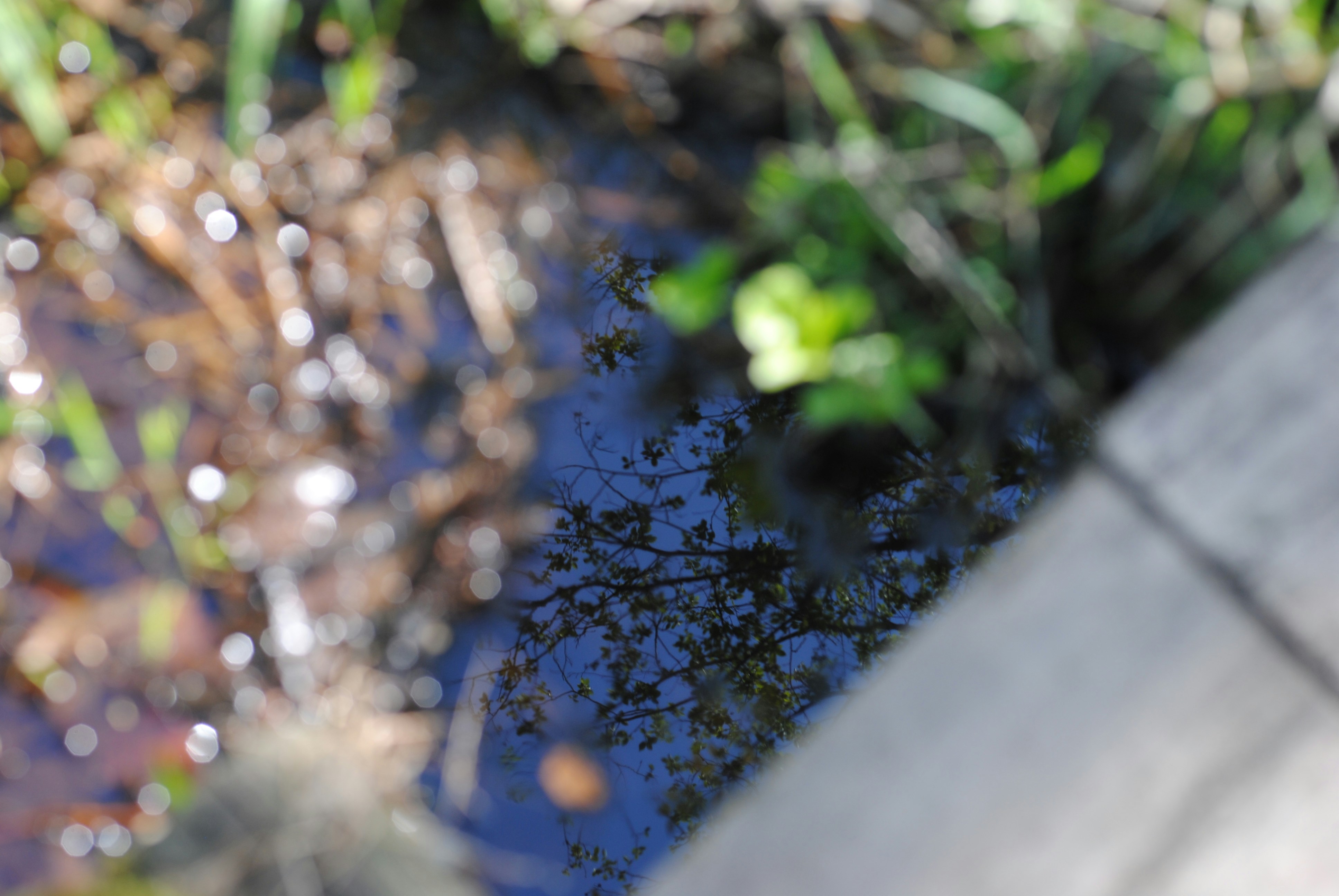 Reflection of Sky and Branches in a Puddle at the Edge